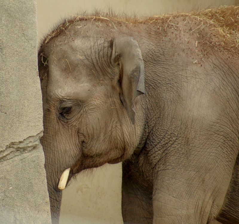 Elephant Herd Photos, Download The BEST Free Elephant Herd Stock Photos ...