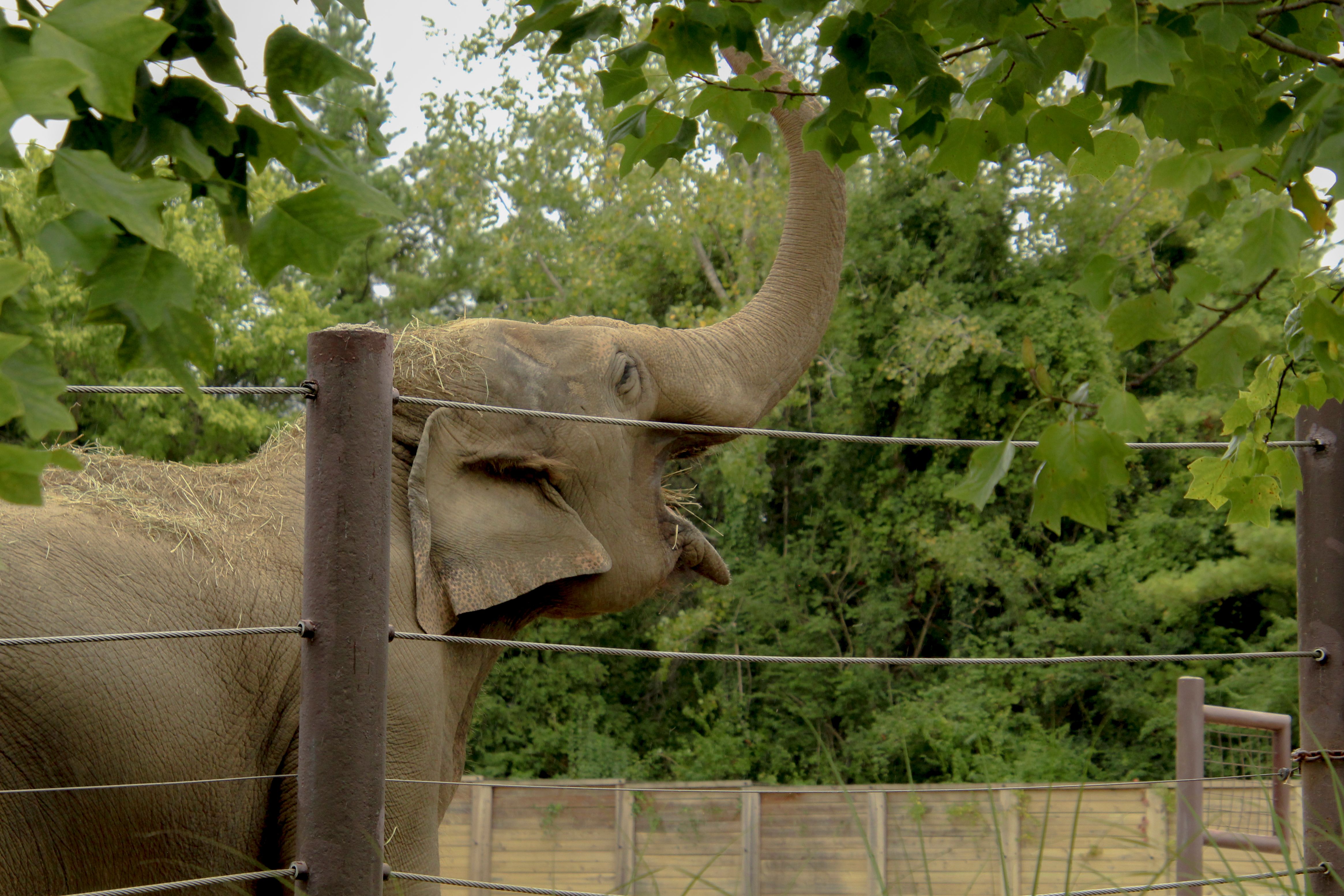 Elephant Teeth Photos, Download The BEST Free Elephant Teeth Stock ...