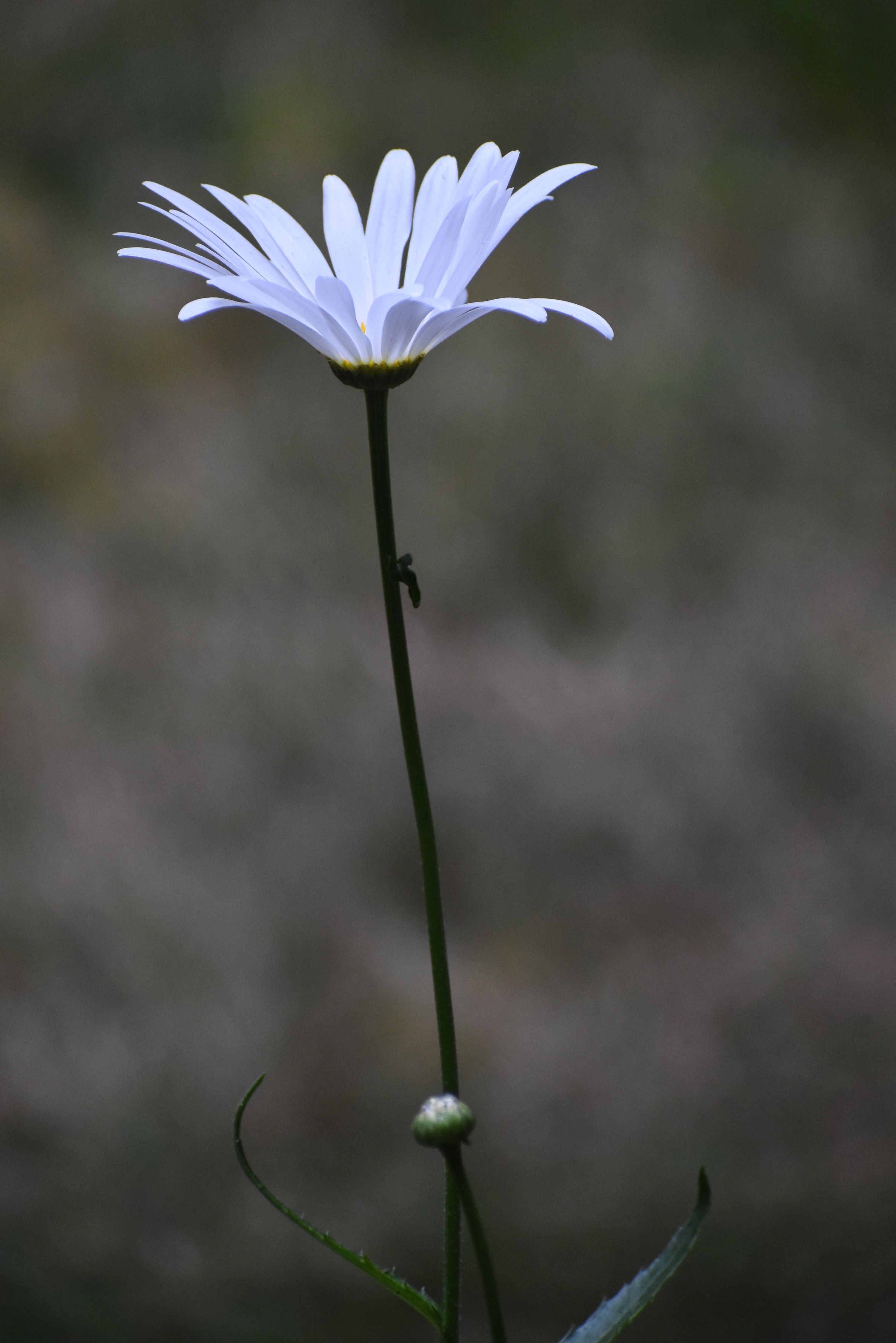 Simple Flower Photos, Download The BEST Free Simple Flower Stock Photos ...