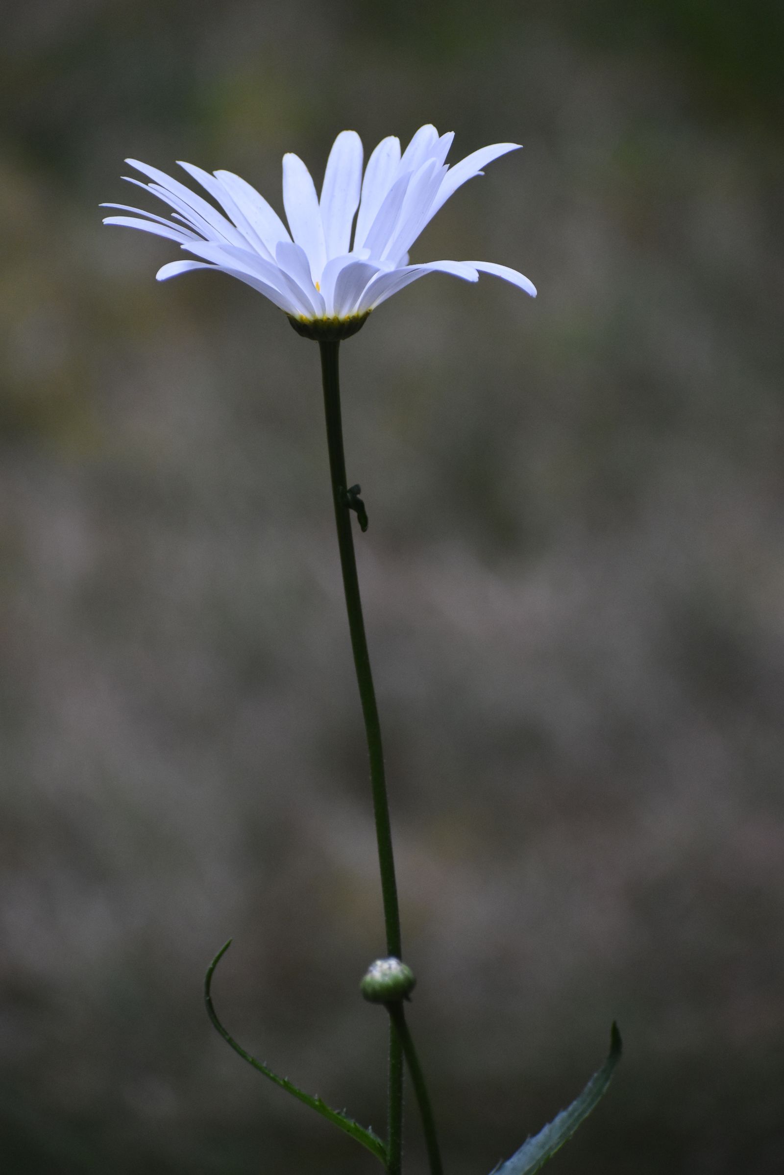 Simple Flower Photos, Download The BEST Free Simple Flower Stock Photos ...