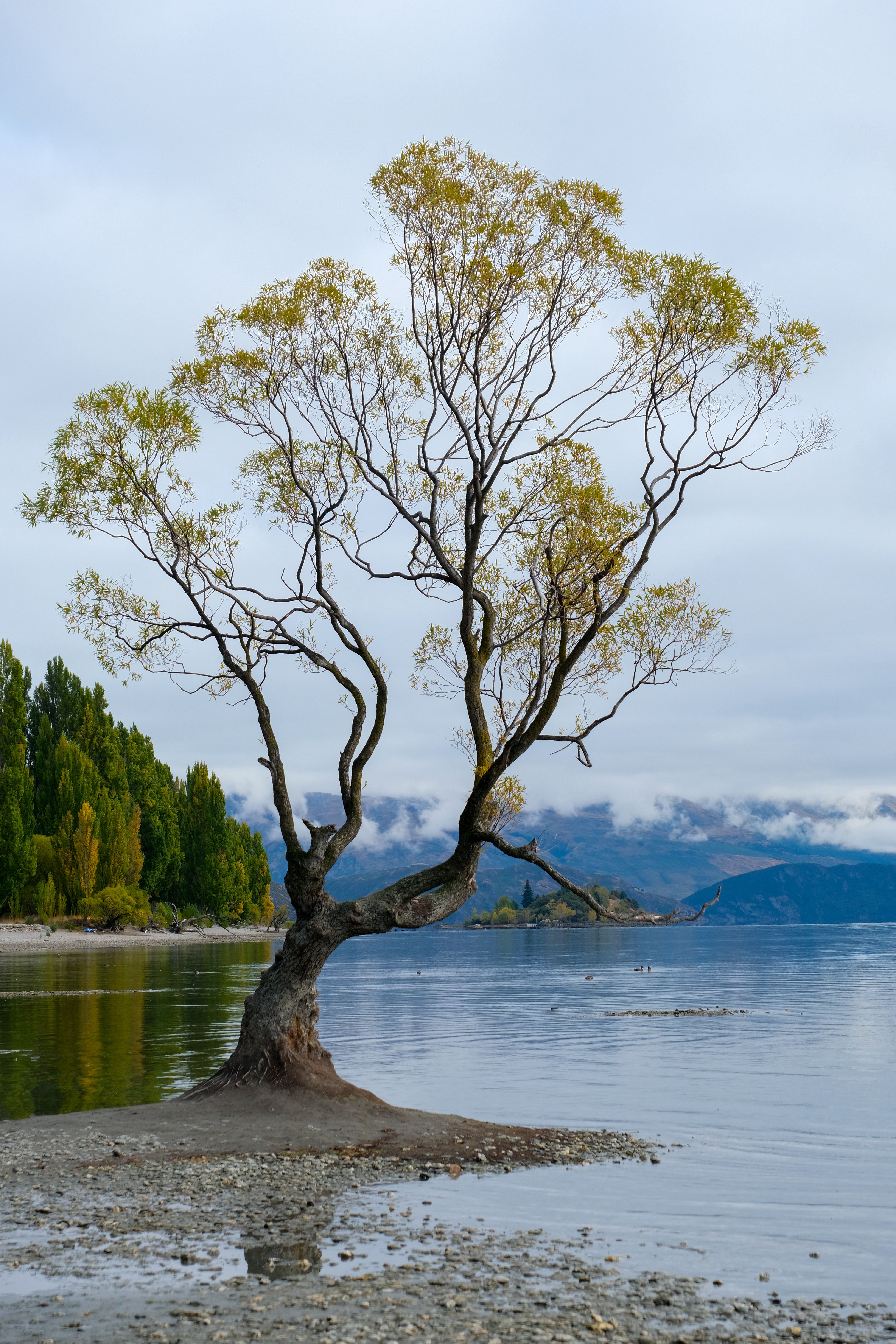 Lone Tree in Tranquil Lake Landscape · Free Stock Photo