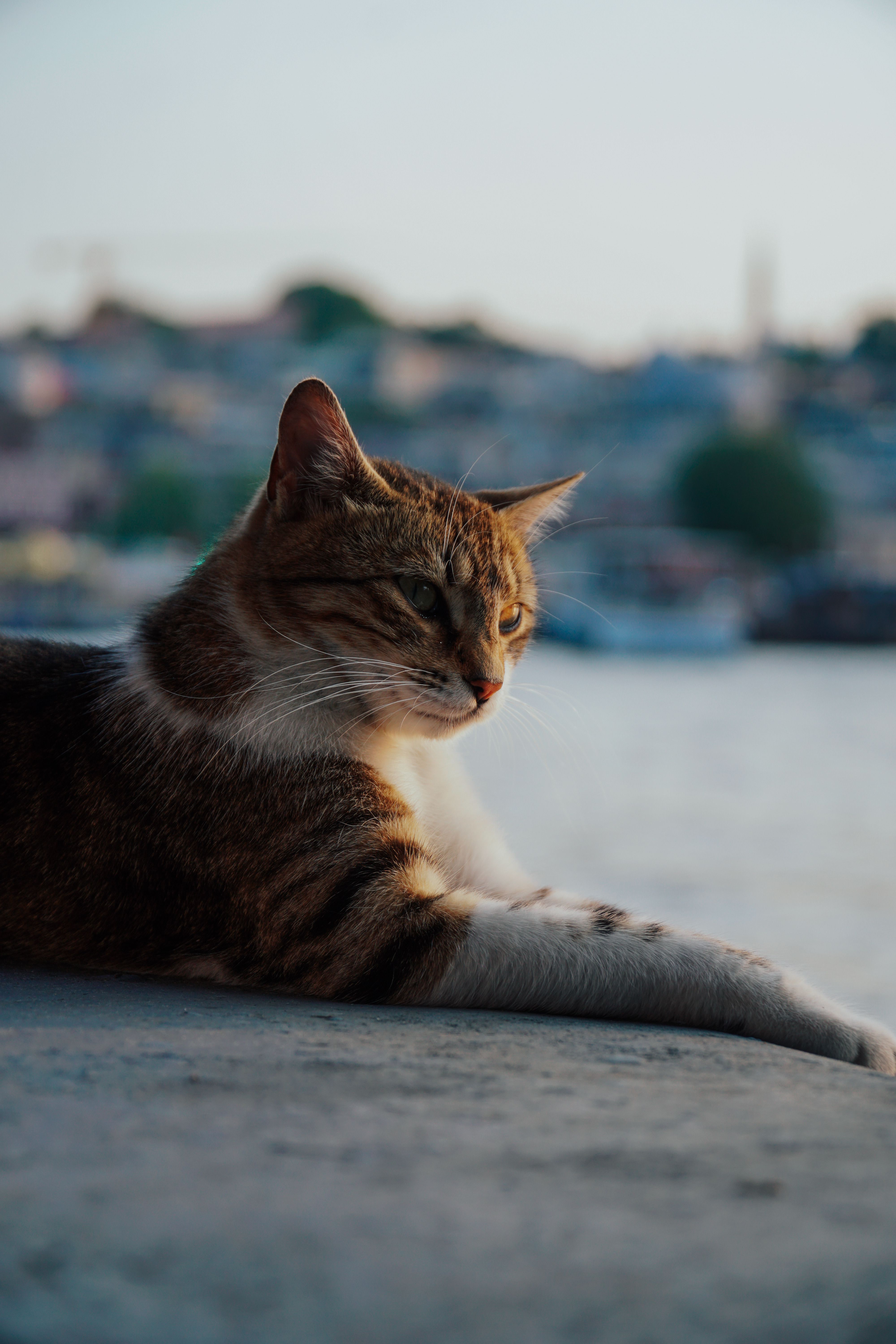 Cat Portrait Photos, Download The BEST Free Cat Portrait Stock Photos ...