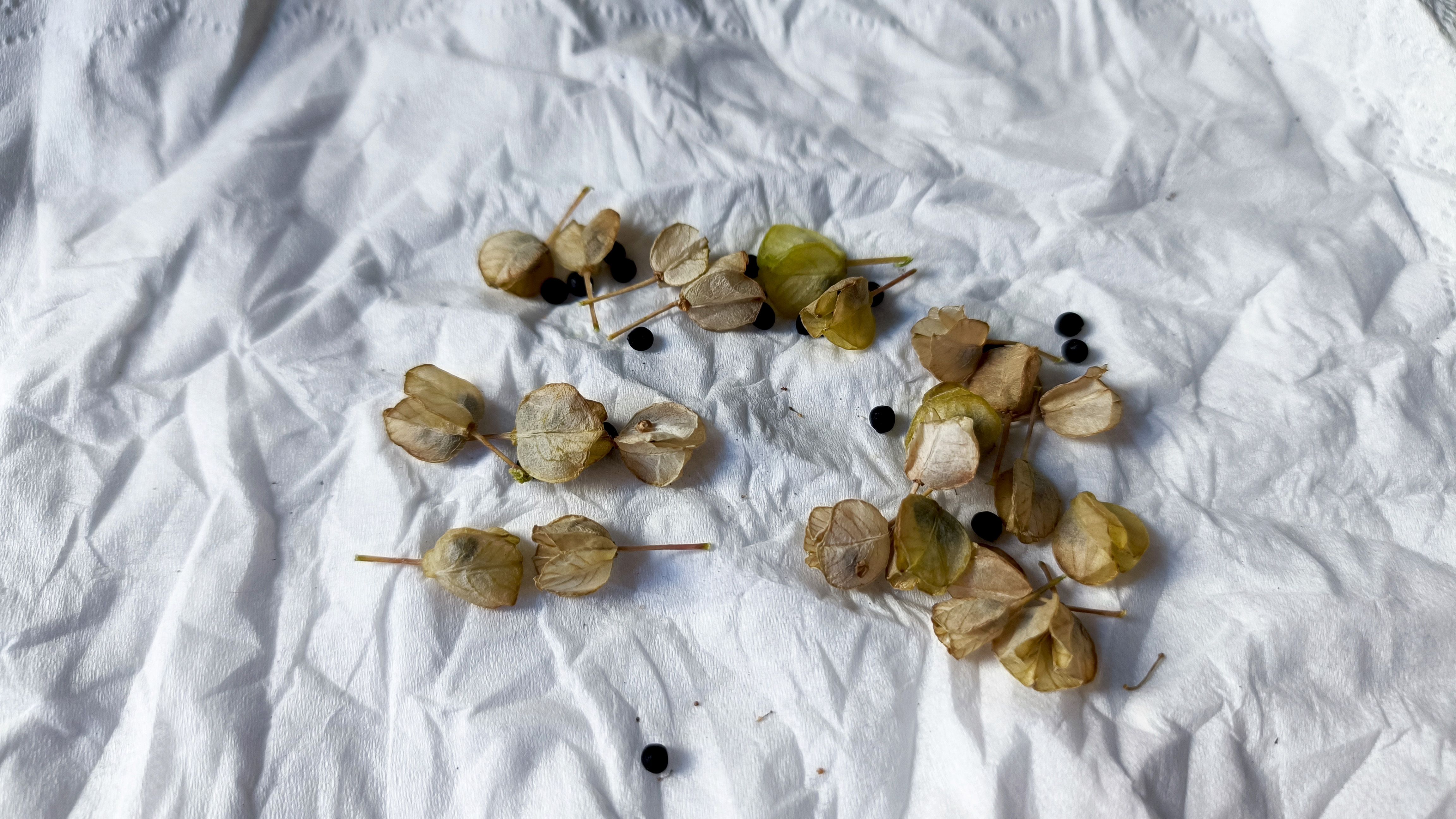 Seed Life Cycle Photos, Download The BEST Free Seed Life Cycle Stock ...