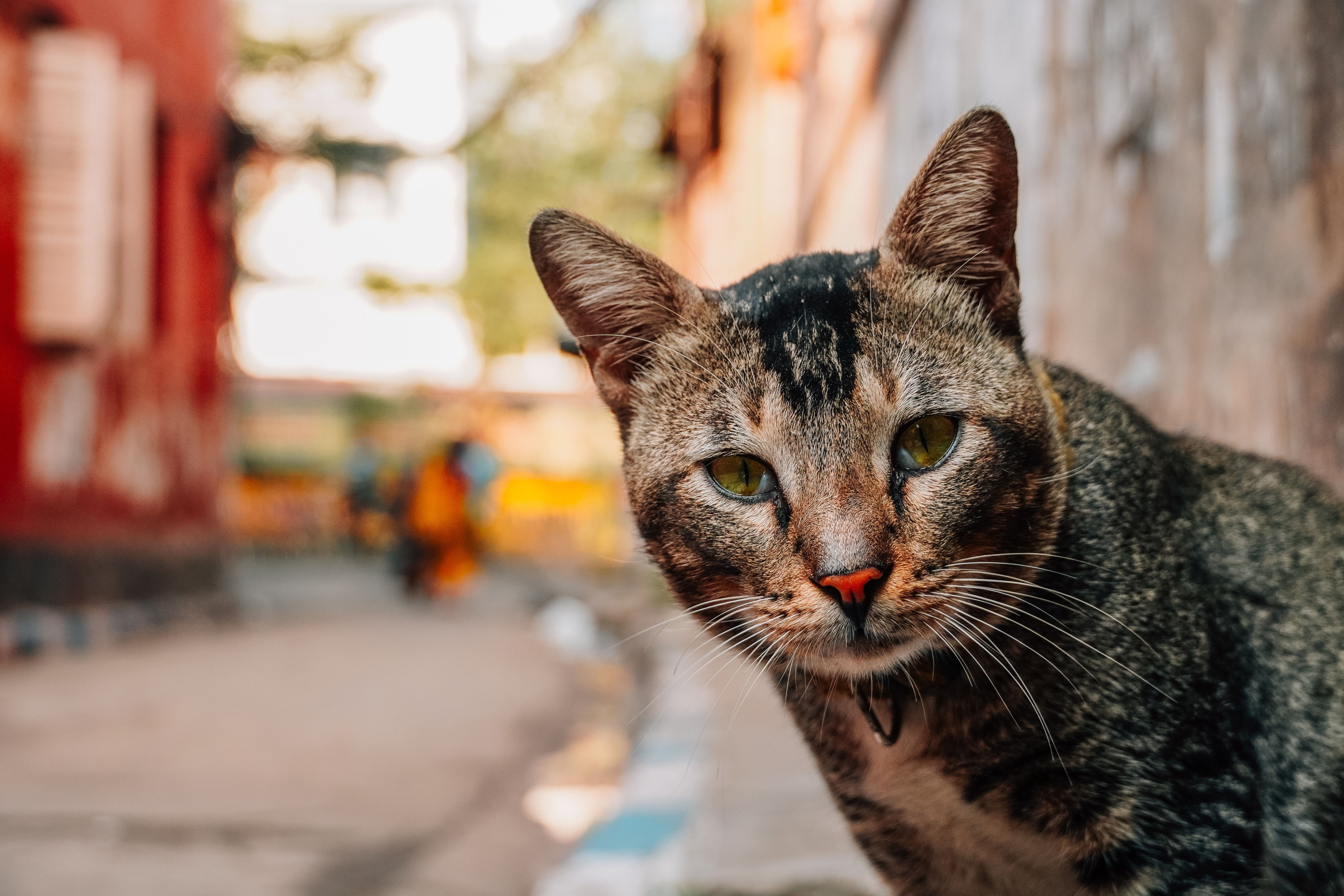 Green Screen Cat Photos, Download The BEST Free Green Screen Cat Stock ...