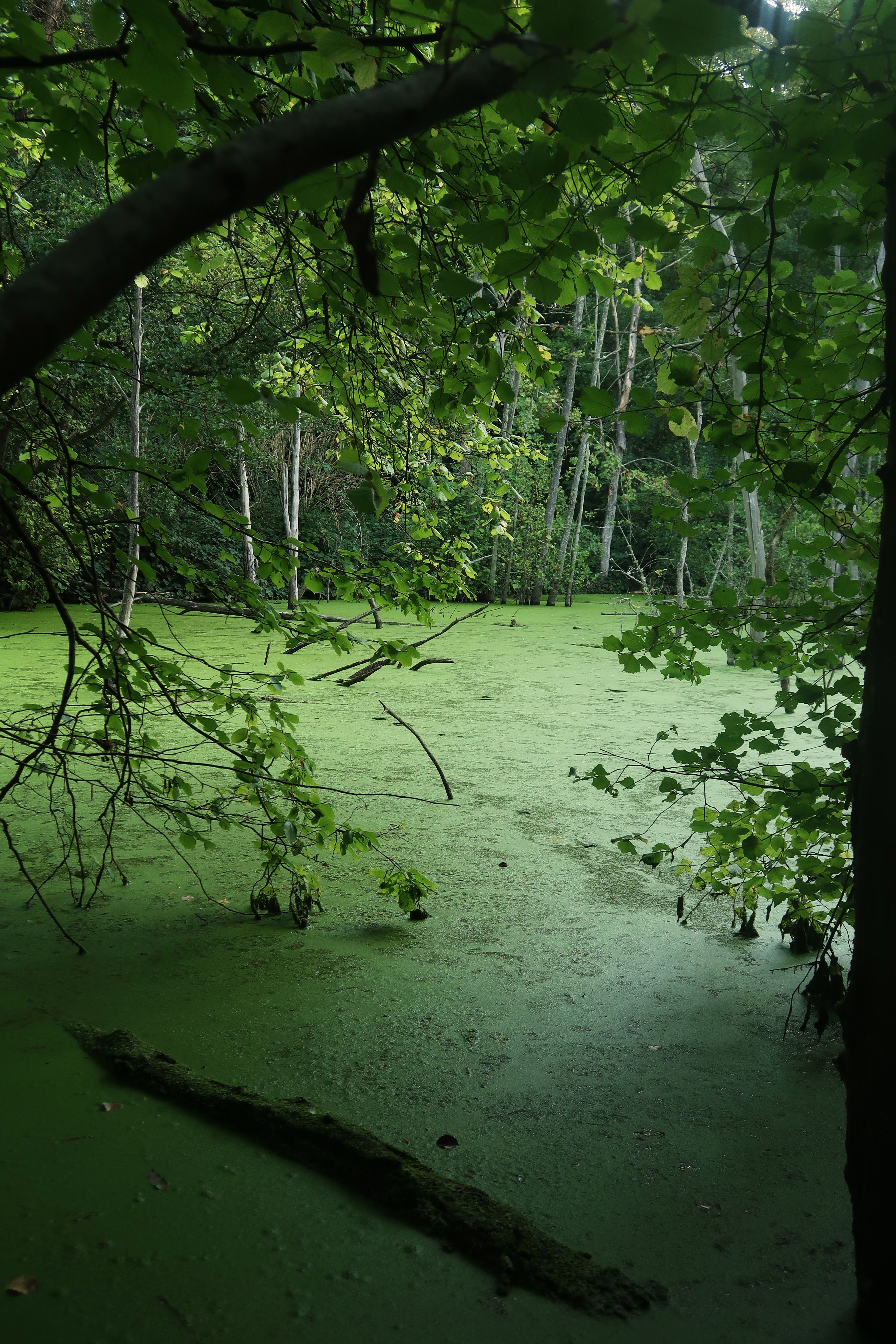 Serene Green Wetland with Lush Foliage · Free Stock Photo