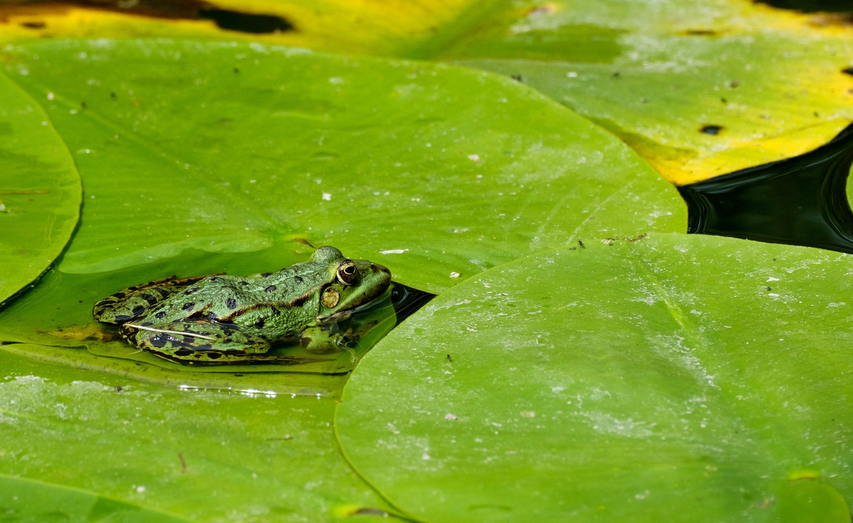 Two Green Frogs Resting on Lily Pads in Pond · Free Stock Photo