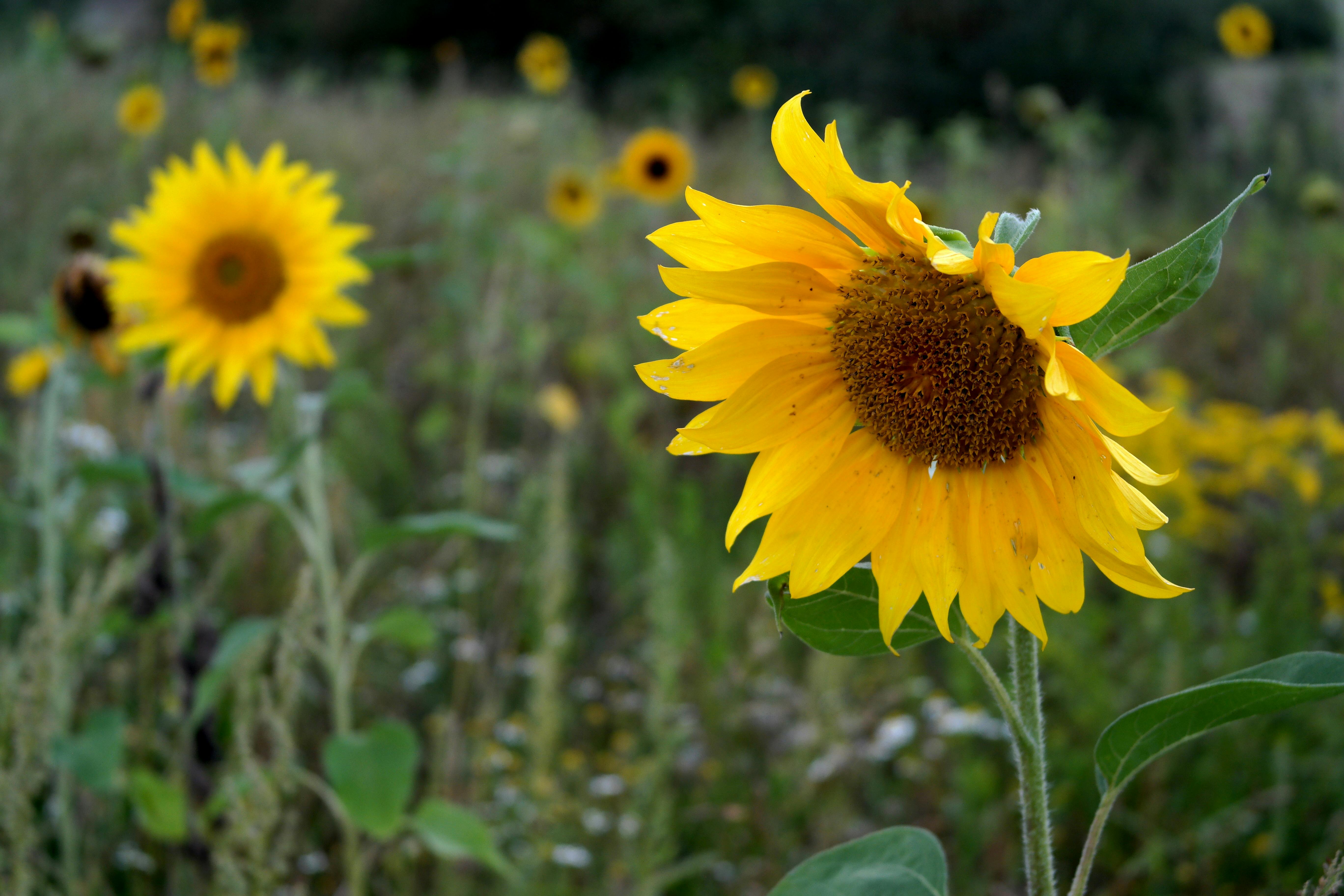 Stem Background Photos, Download The BEST Free Stem Background Stock ...