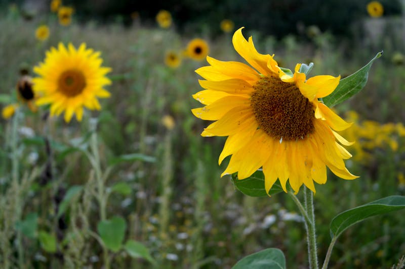 Loopy Background Photos, Download The BEST Free Loopy Background Stock ...