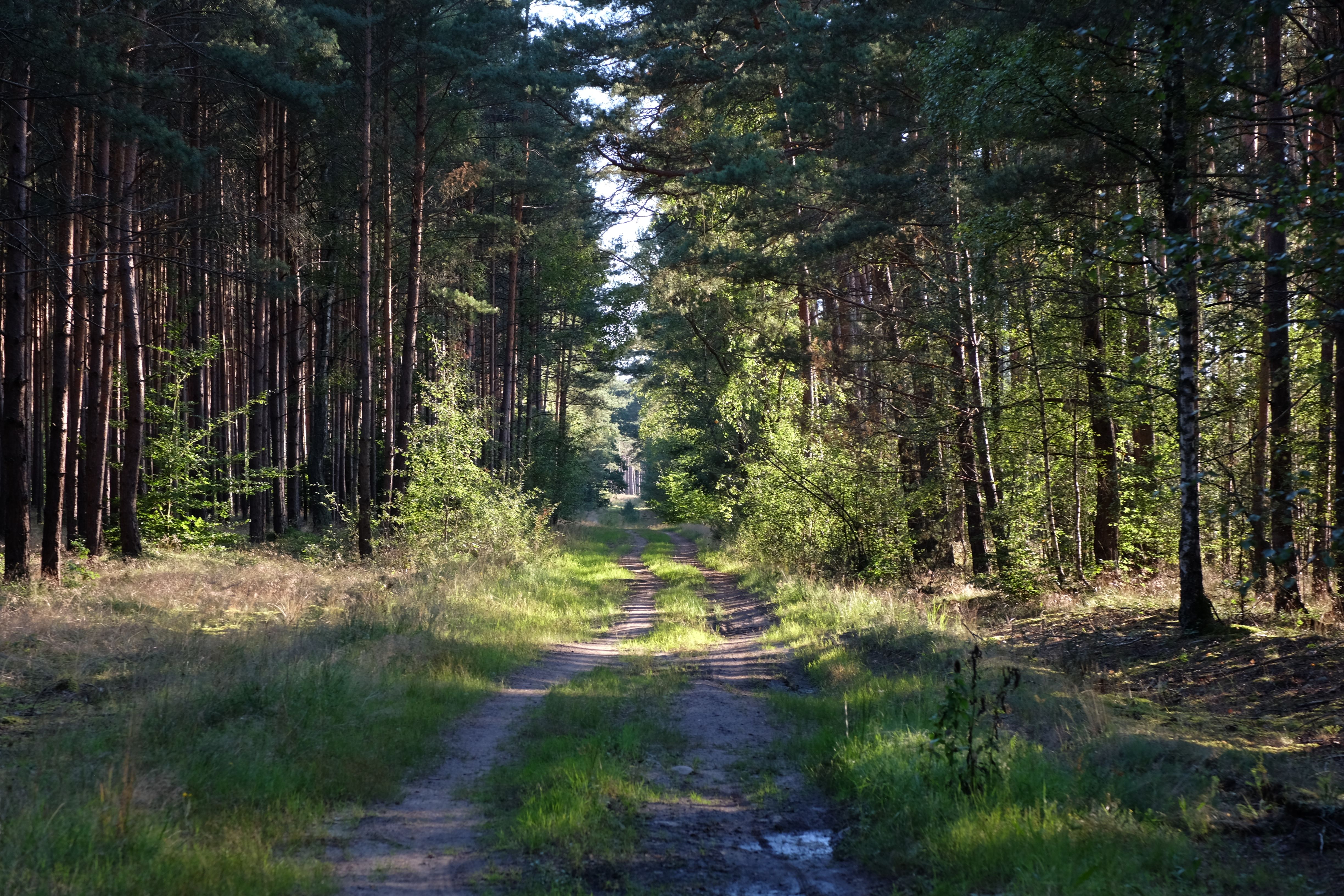 Sendero Forestal Tranquilo En Un Bosque Soleado · Foto de stock gratuita