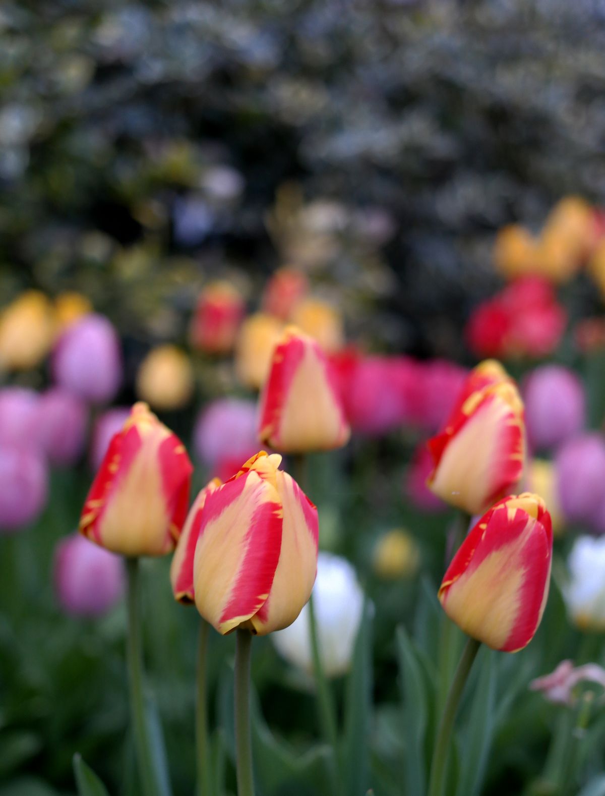 Tulip Jpg Photos, Download The BEST Free Tulip Jpg Stock Photos & HD Images