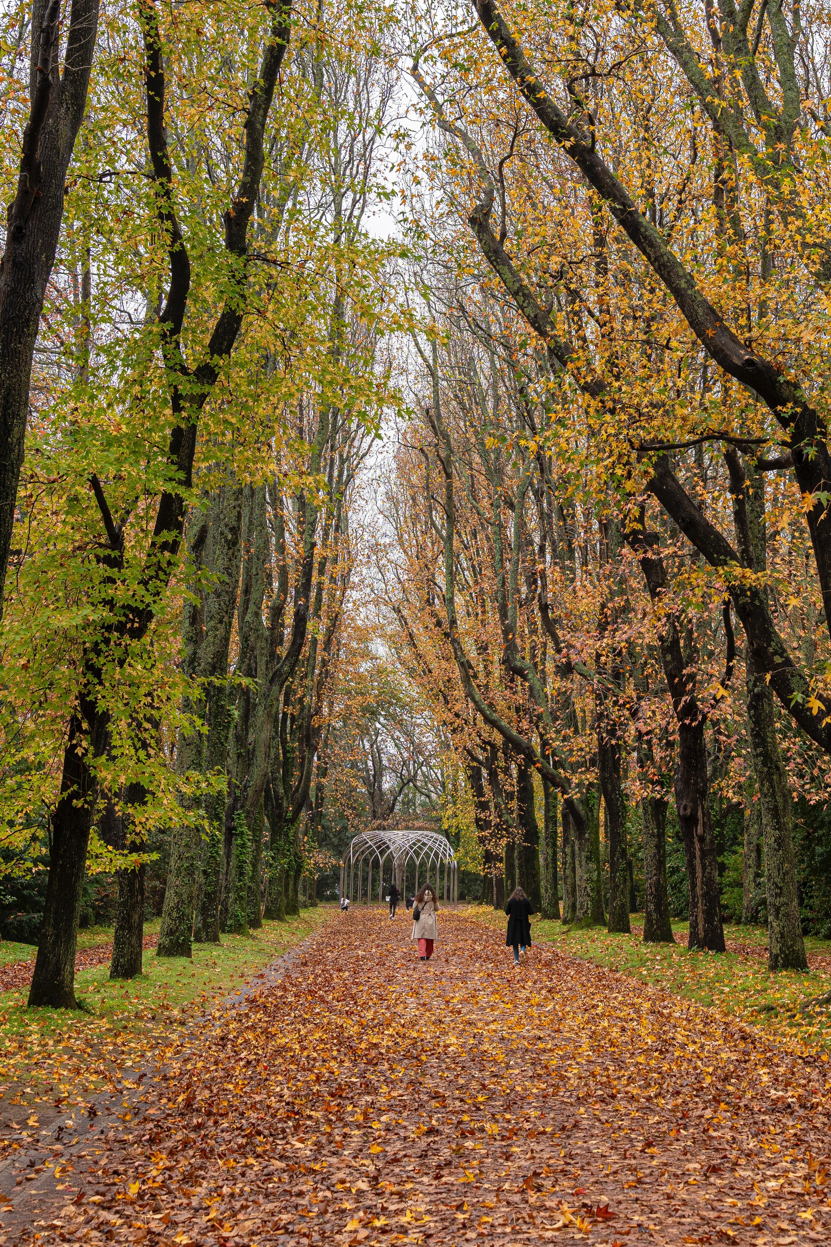 Scenic Autumn Pathway Lined with Tall Trees in Porto · Free Stock Photo