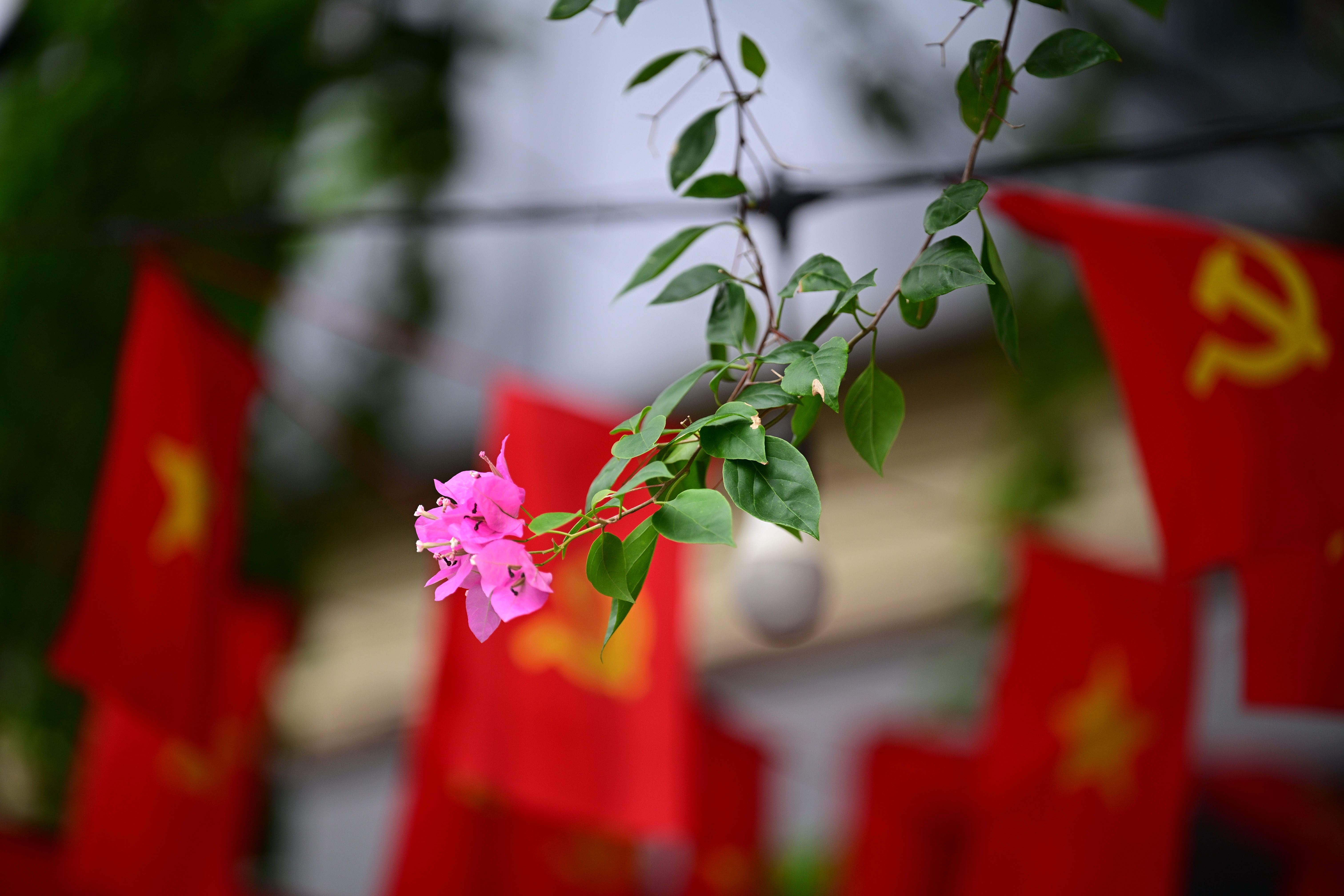 Bougainvillea Bloom Against Red Flags Background · Free Stock Photo