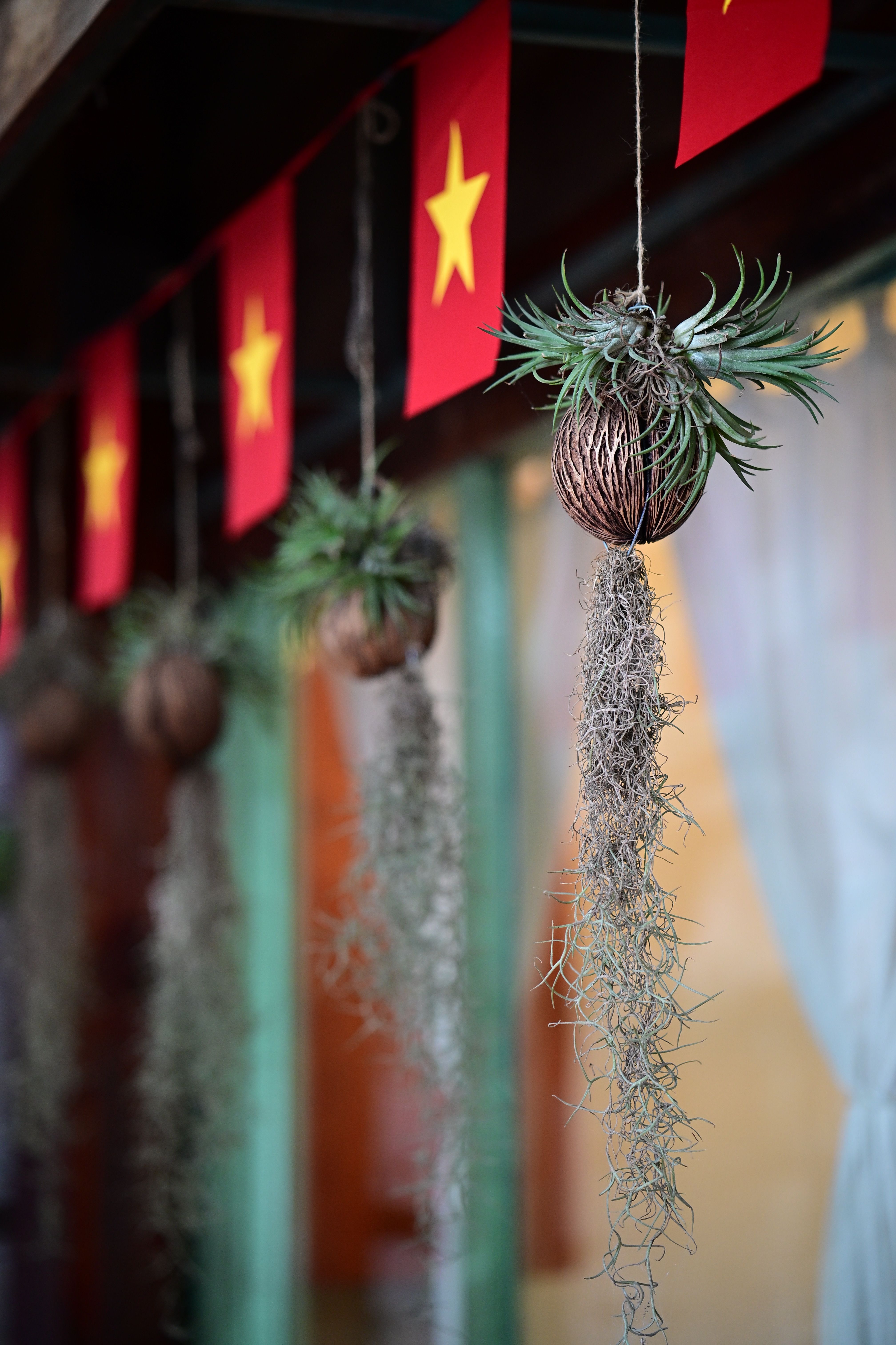 Hanging Air Plants with Red Star Flags Decor · Free Stock Photo