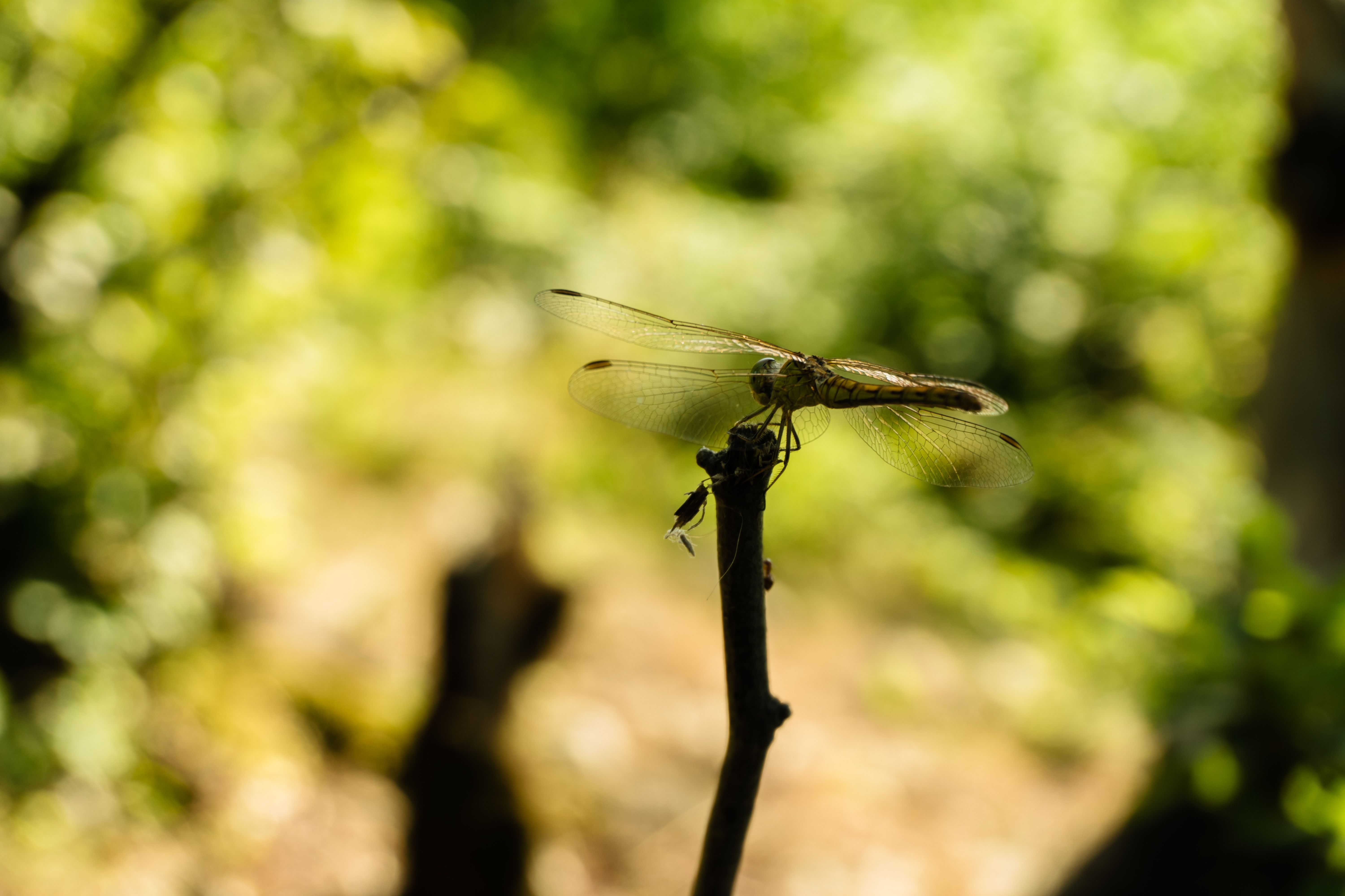 10,000+ Best Stick Photos · 100% Free Download · Pexels Stock Photos
