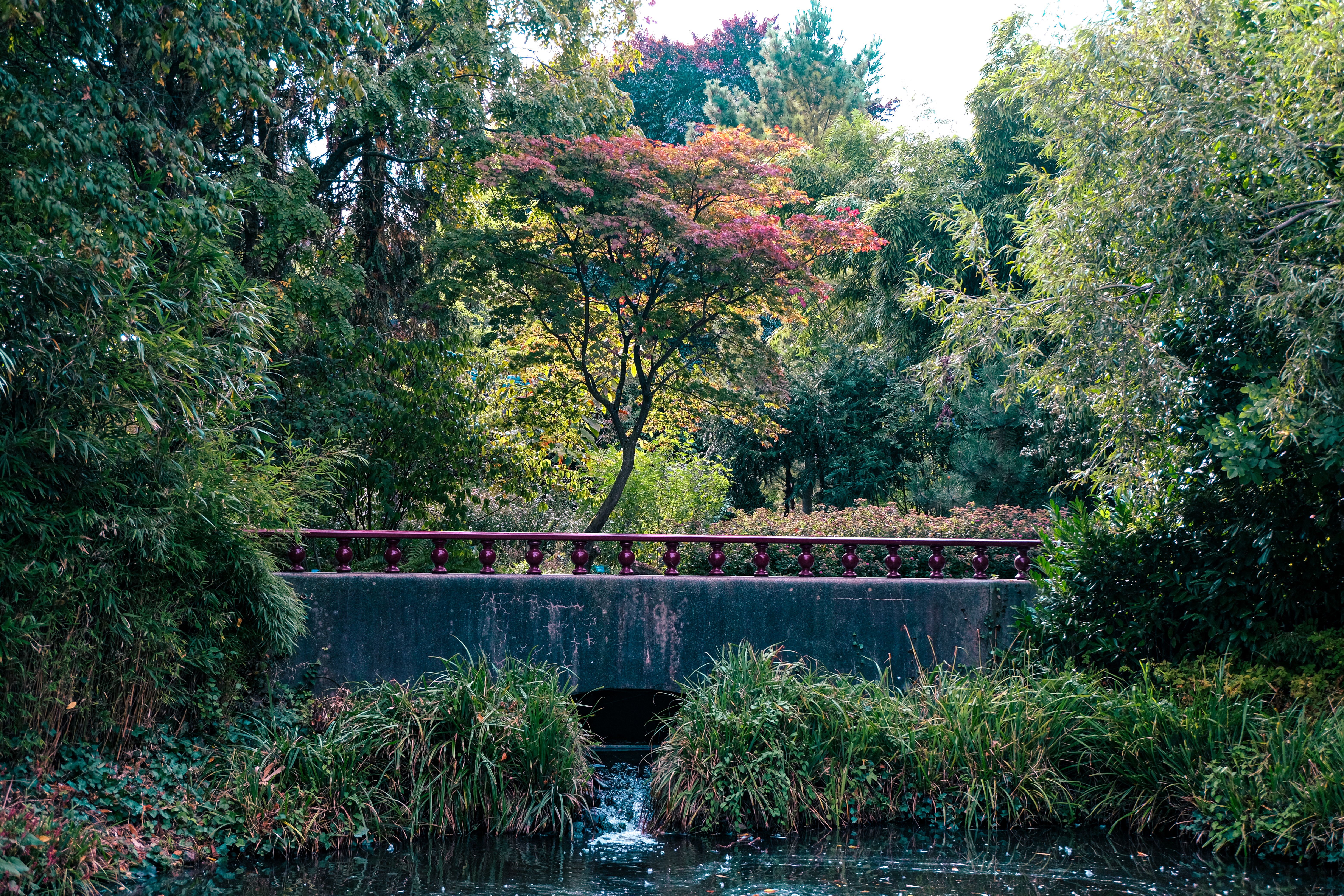 Serene Garden Bridge in Lush Greenery · Free Stock Photo
