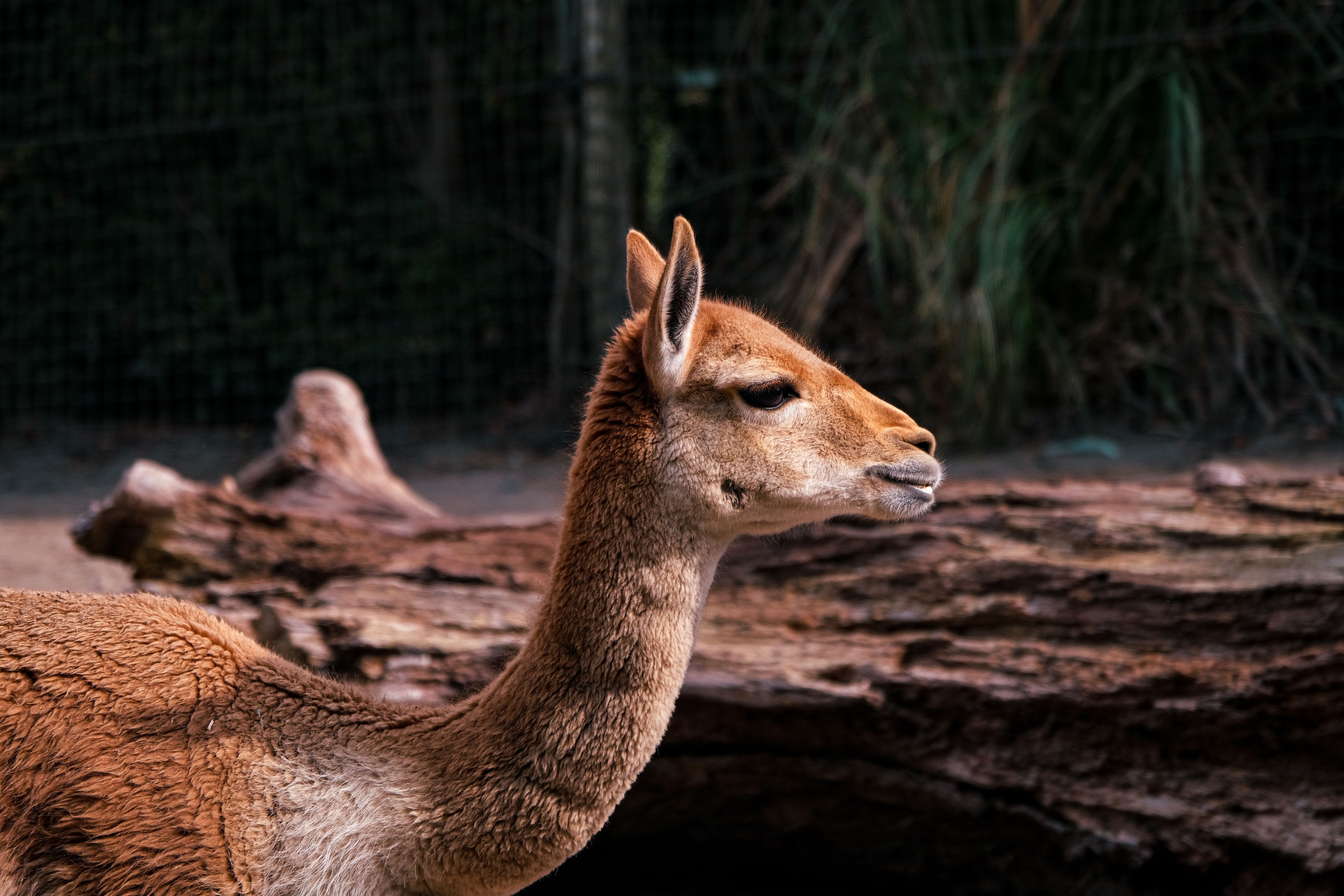 Close-Up Portrait of a Guanaco in Natural Habitat · Free Stock Photo