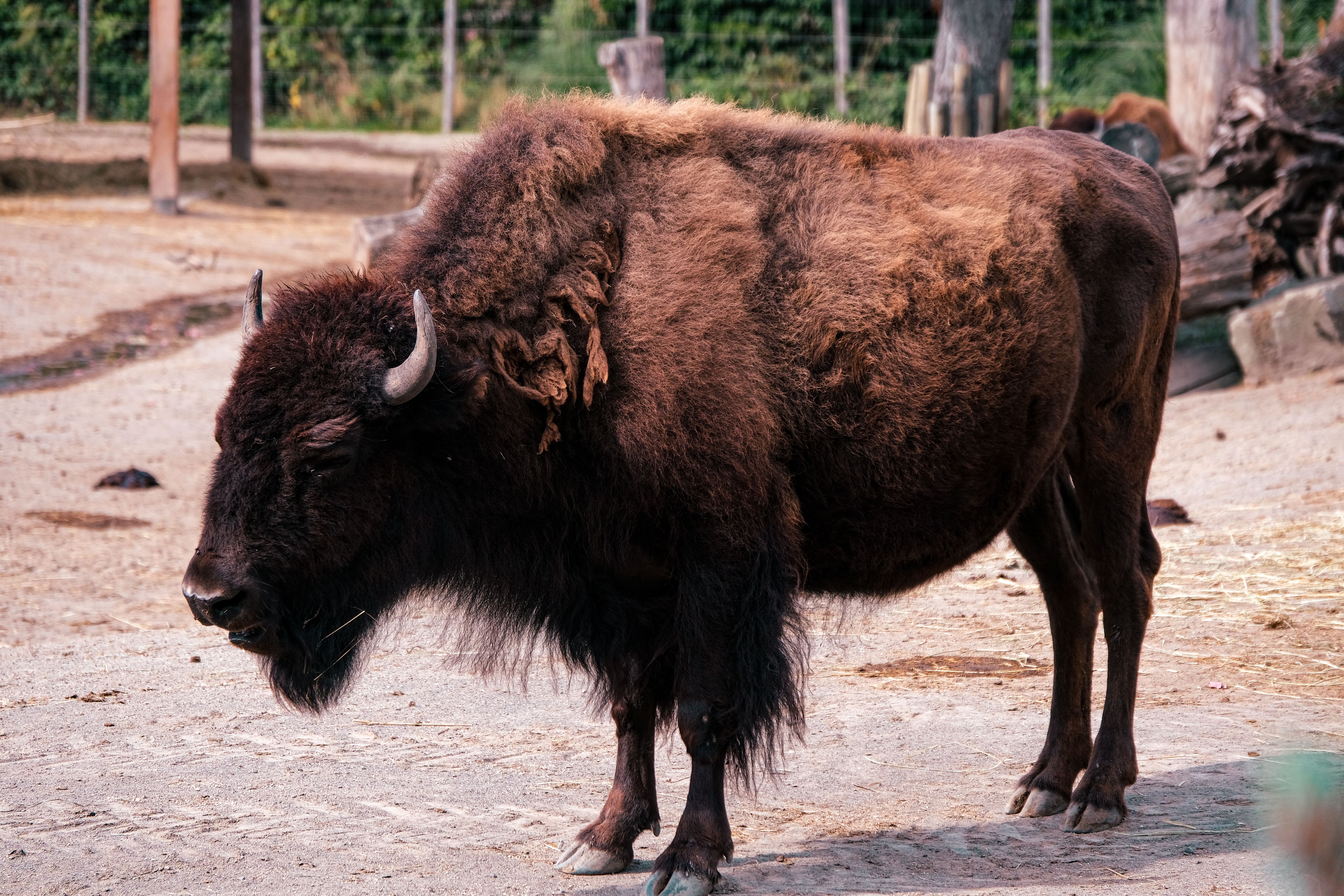 Majestic American Bison in Natural Habitat · Free Stock Photo