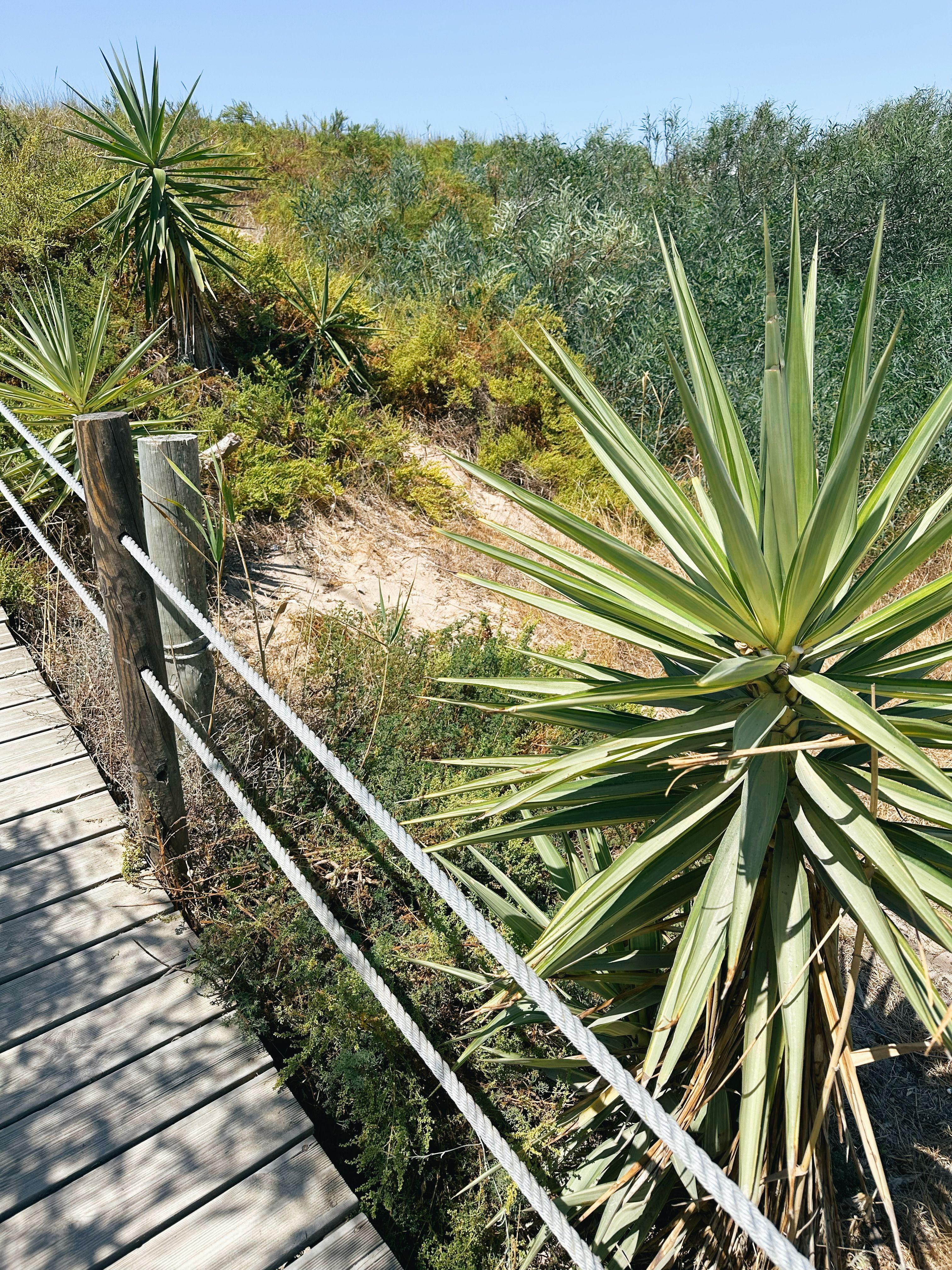Scenic Boardwalk through Lush Desert Landscape · Free Stock Photo