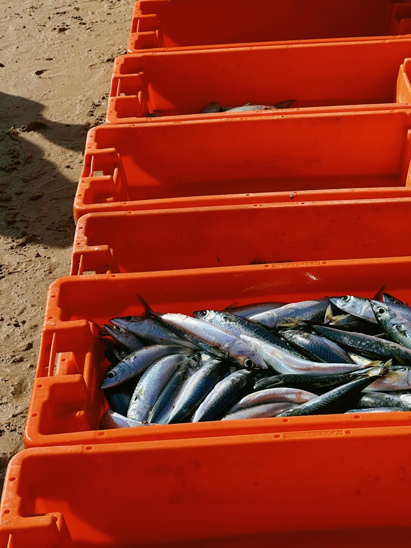 Ocean Fish Photos, Download The BEST Free Ocean Fish Stock Photos & HD ...