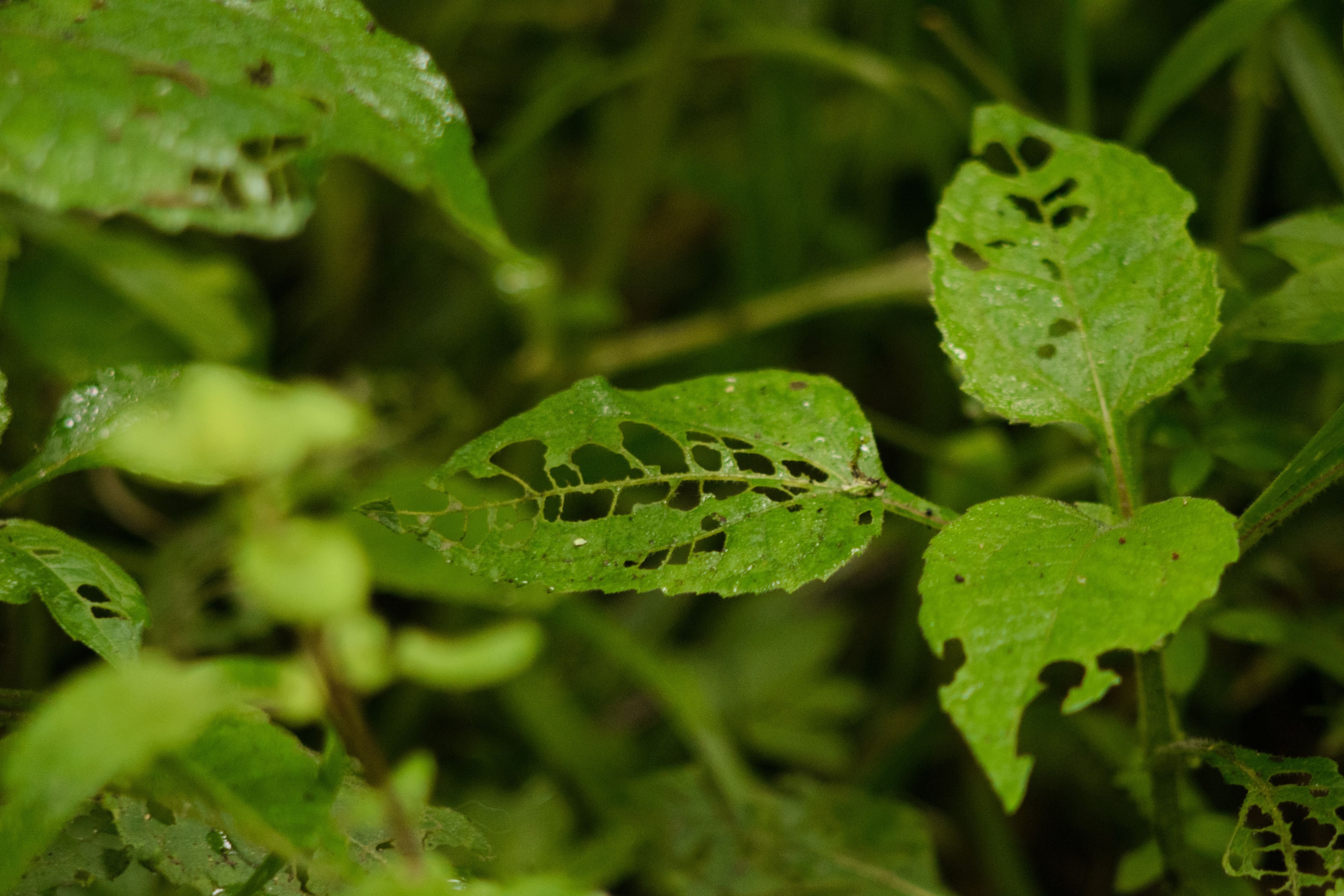 Close-up of Green Leaves with Insect Damage · Free Stock Photo