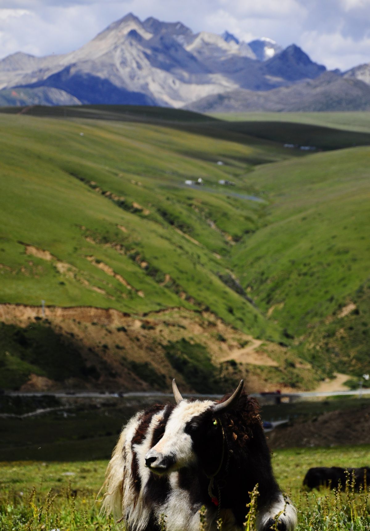 Yak Photos, Download The BEST Free Yak Stock Photos & HD Images
