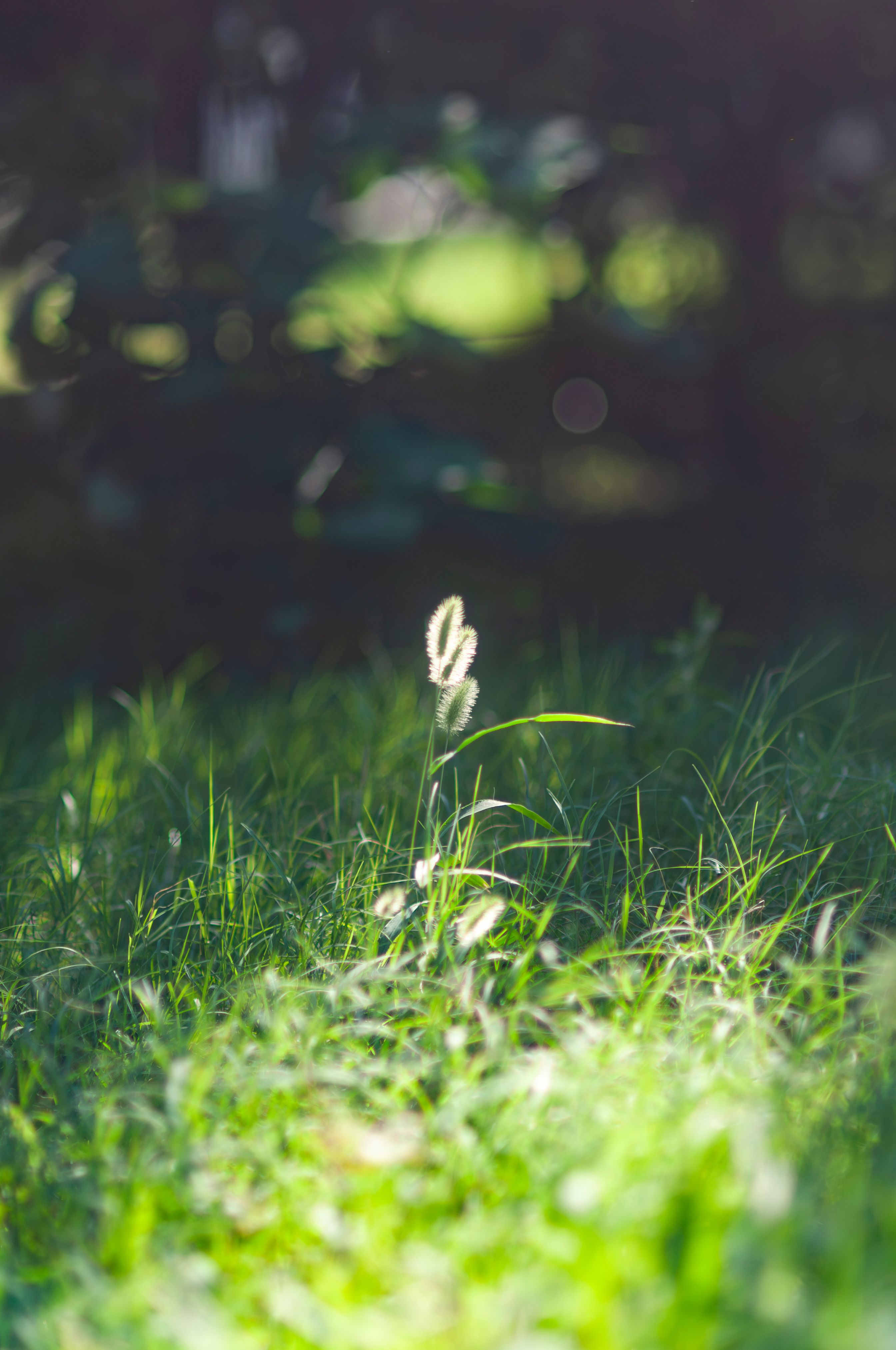 Bright Sunlit Grass in a Peaceful Meadow · Free Stock Photo