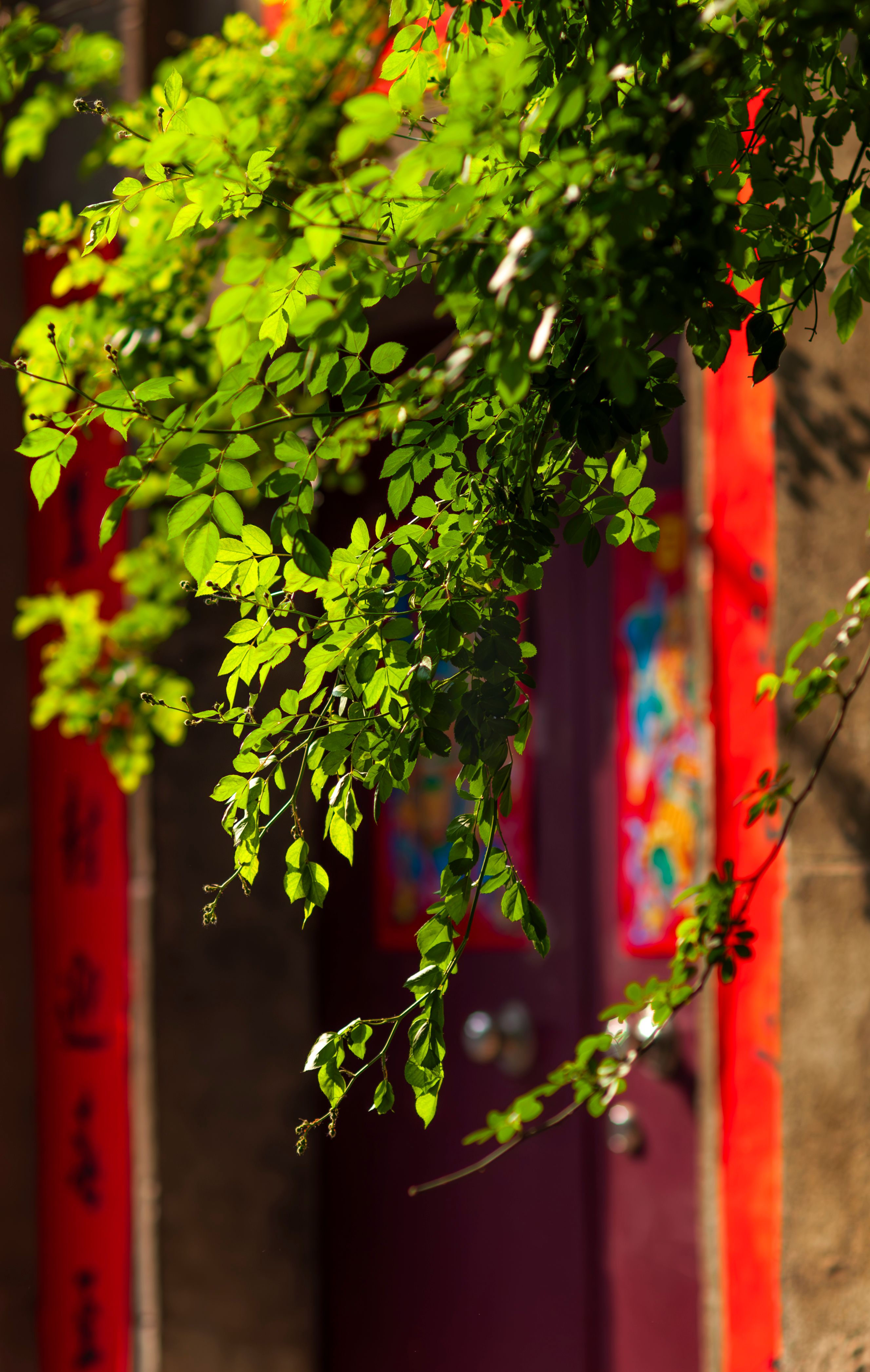 China Branch Photos, Download The BEST Free China Branch Stock Photos ...