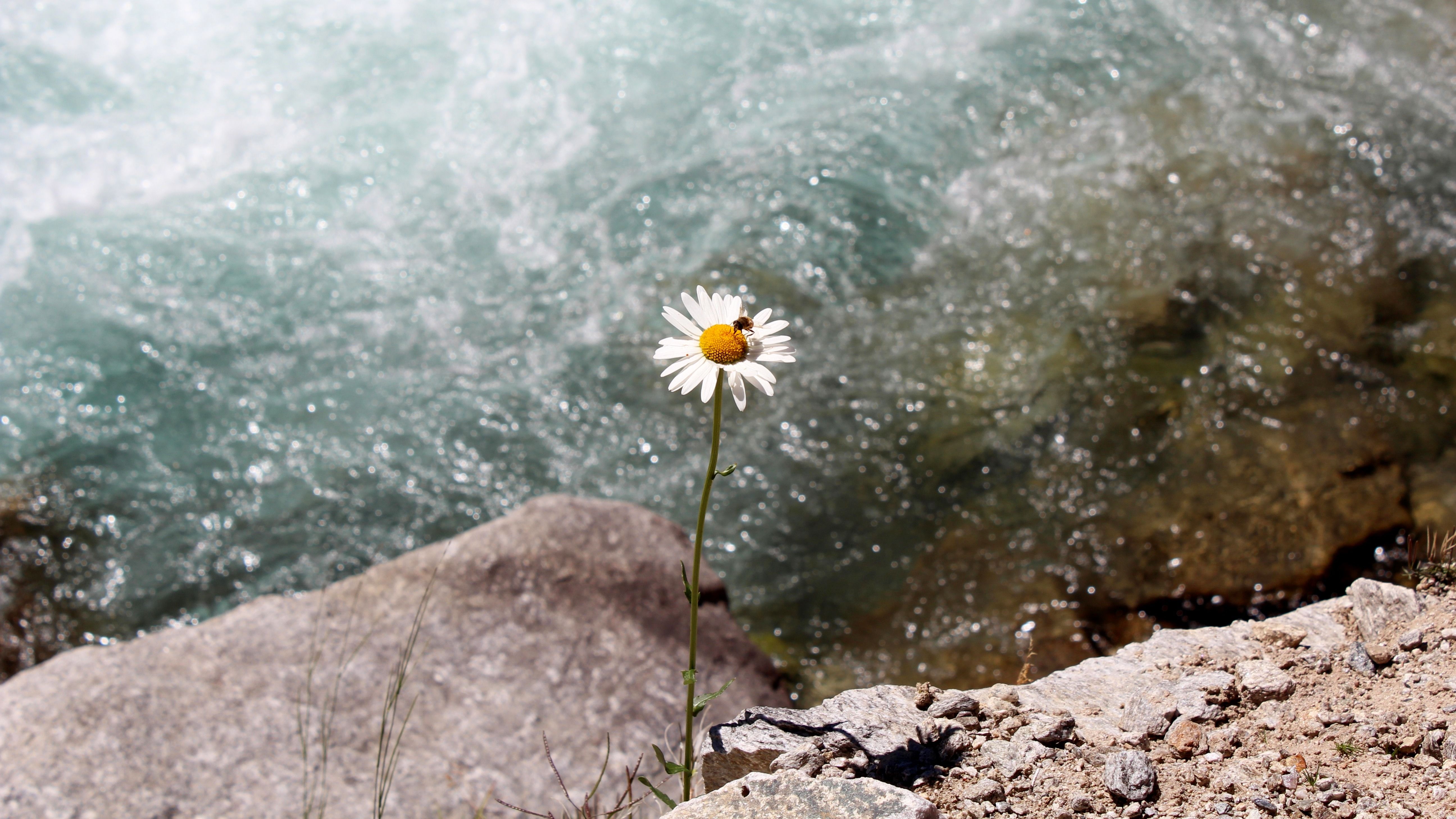 White Green Photos, Download The BEST Free White Green Stock Photos ...