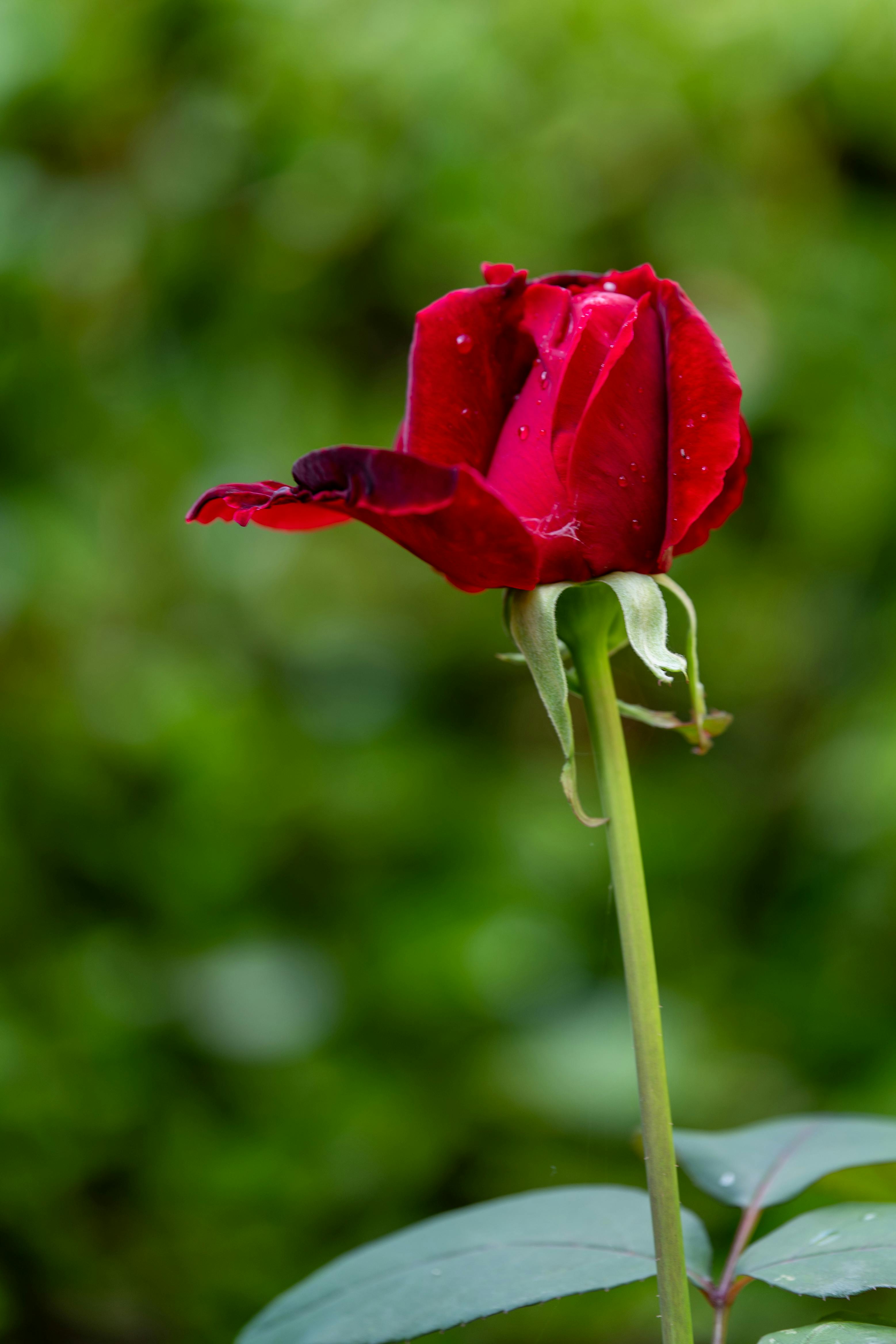 Images Of Roses Flower Photos, Download The BEST Free Images Of Roses ...