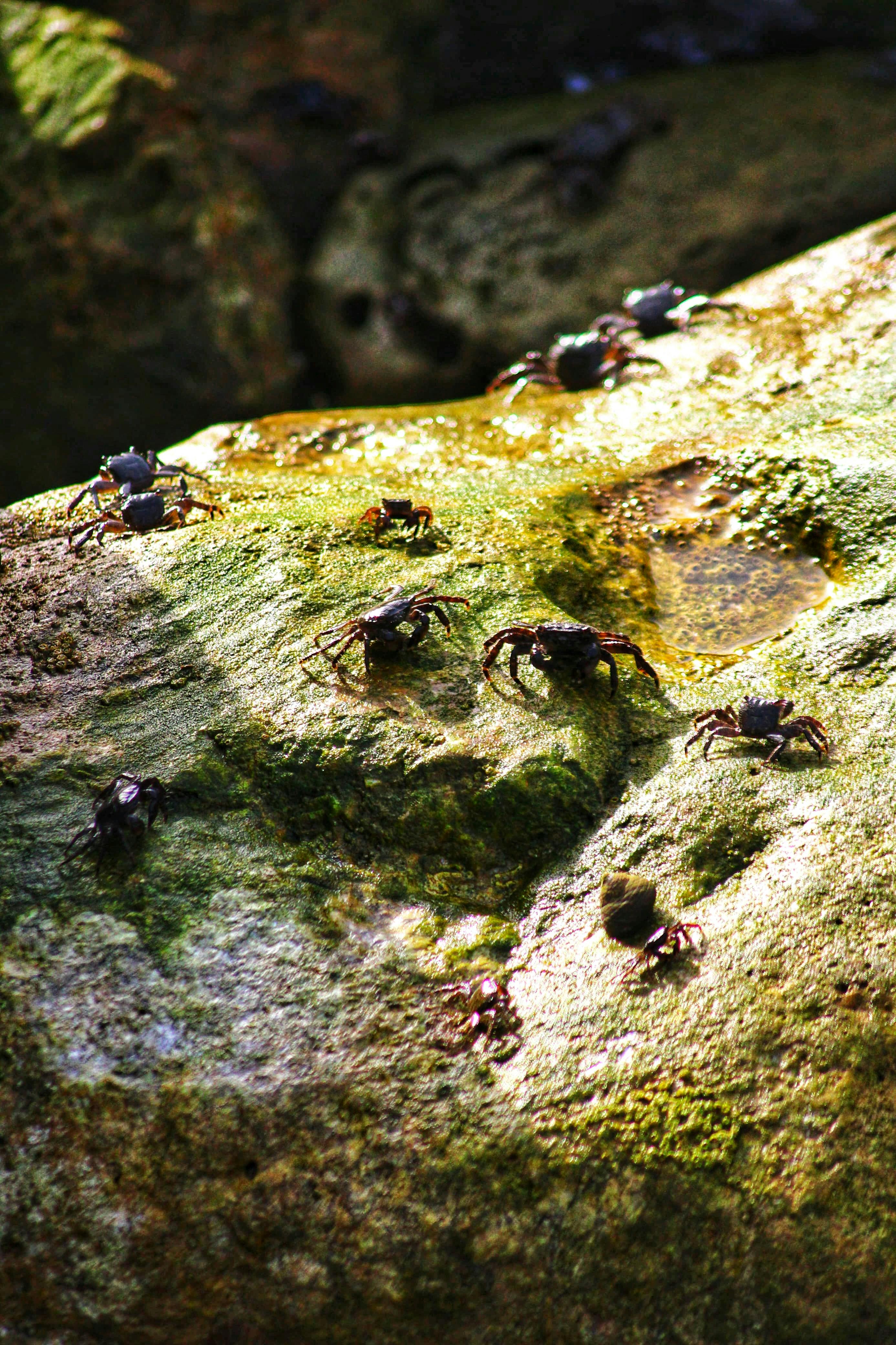 Multiple Crabs on a Mossy Rock in Natural Habitat · Free Stock Photo