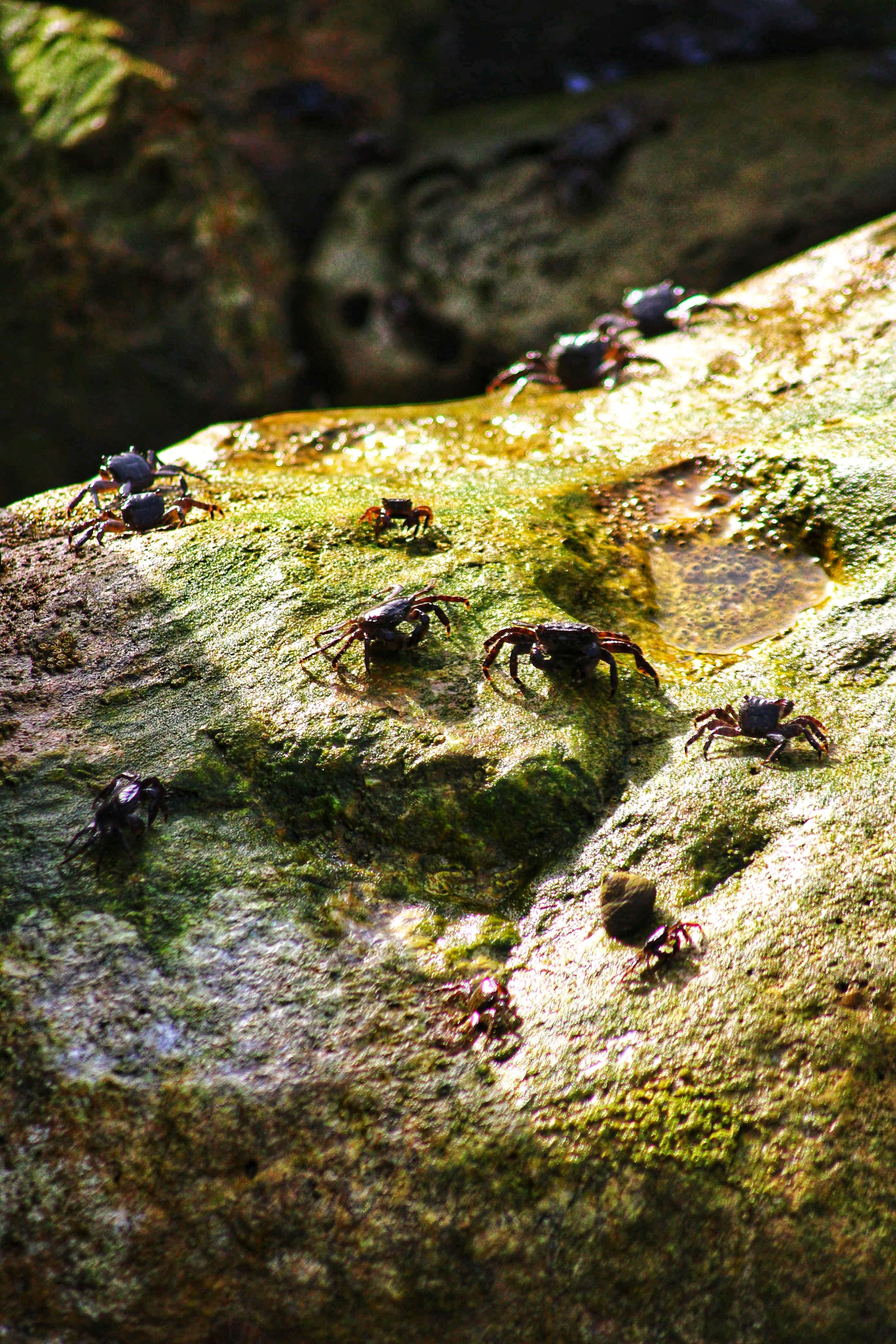 Multiple Crabs on a Mossy Rock in Natural Habitat · Free Stock Photo
