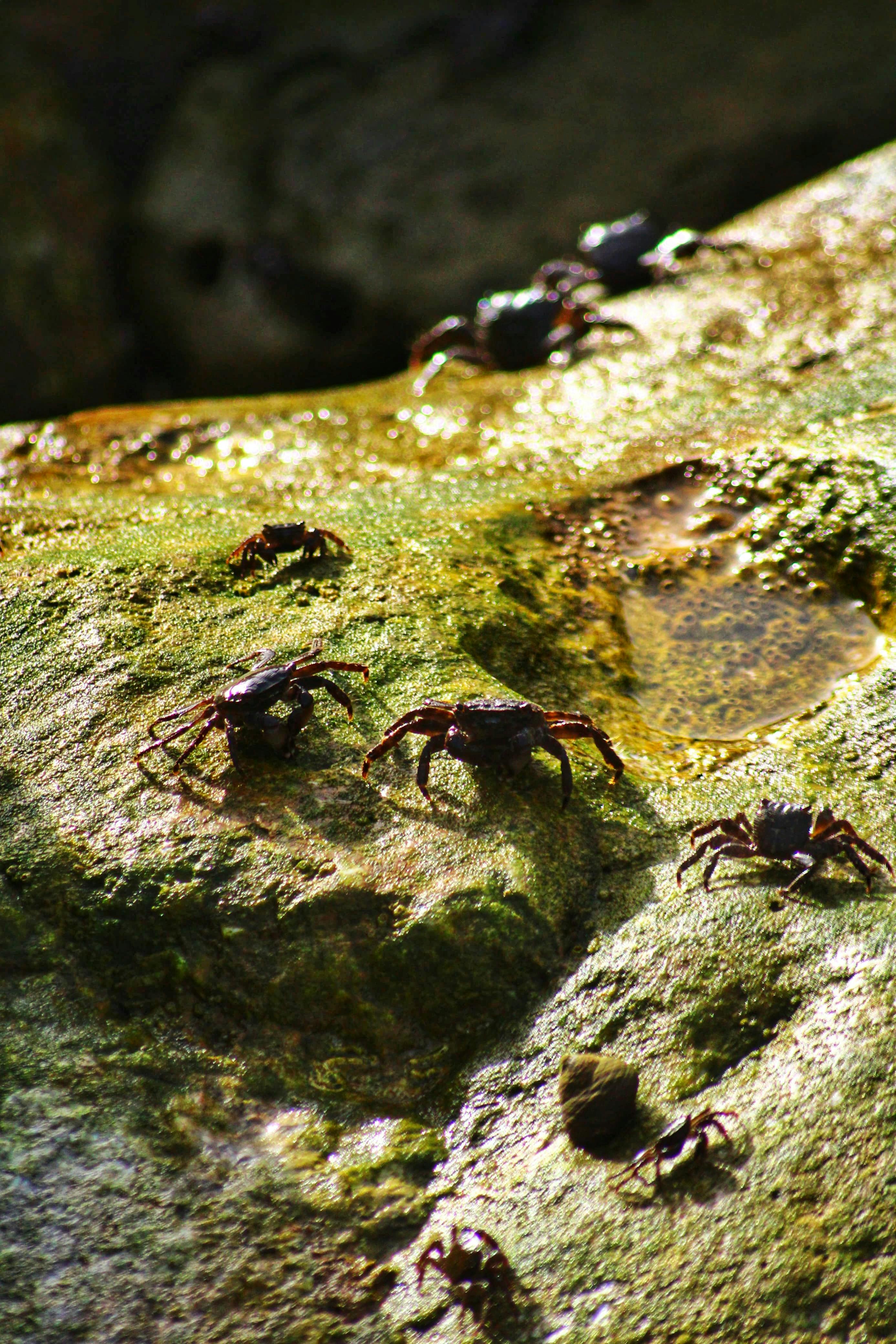 Wild Animals Slideshow Photos, Download The BEST Free Wild Animals ...