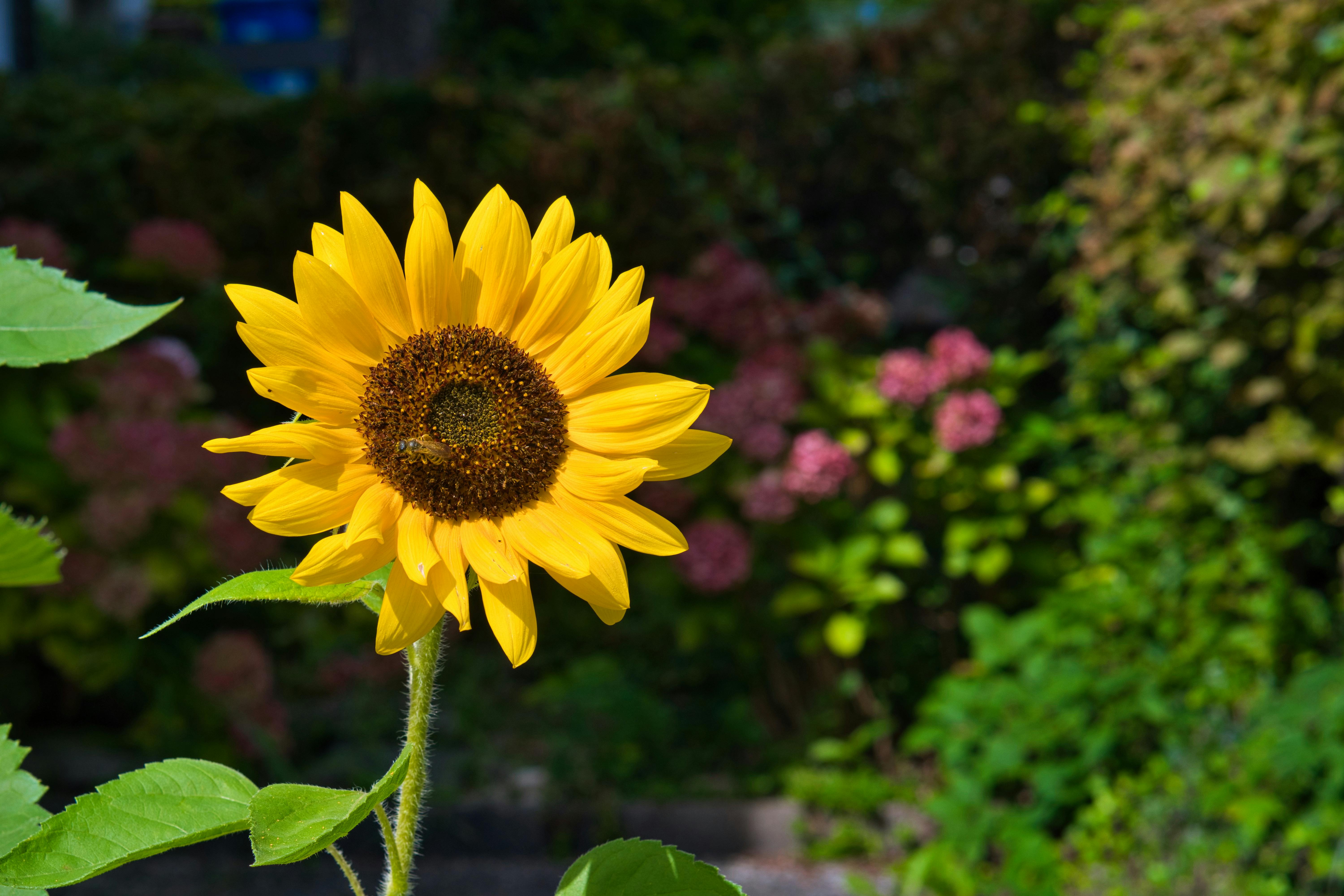 Sunflower Backdrop Photos, Download The BEST Free Sunflower Backdrop ...