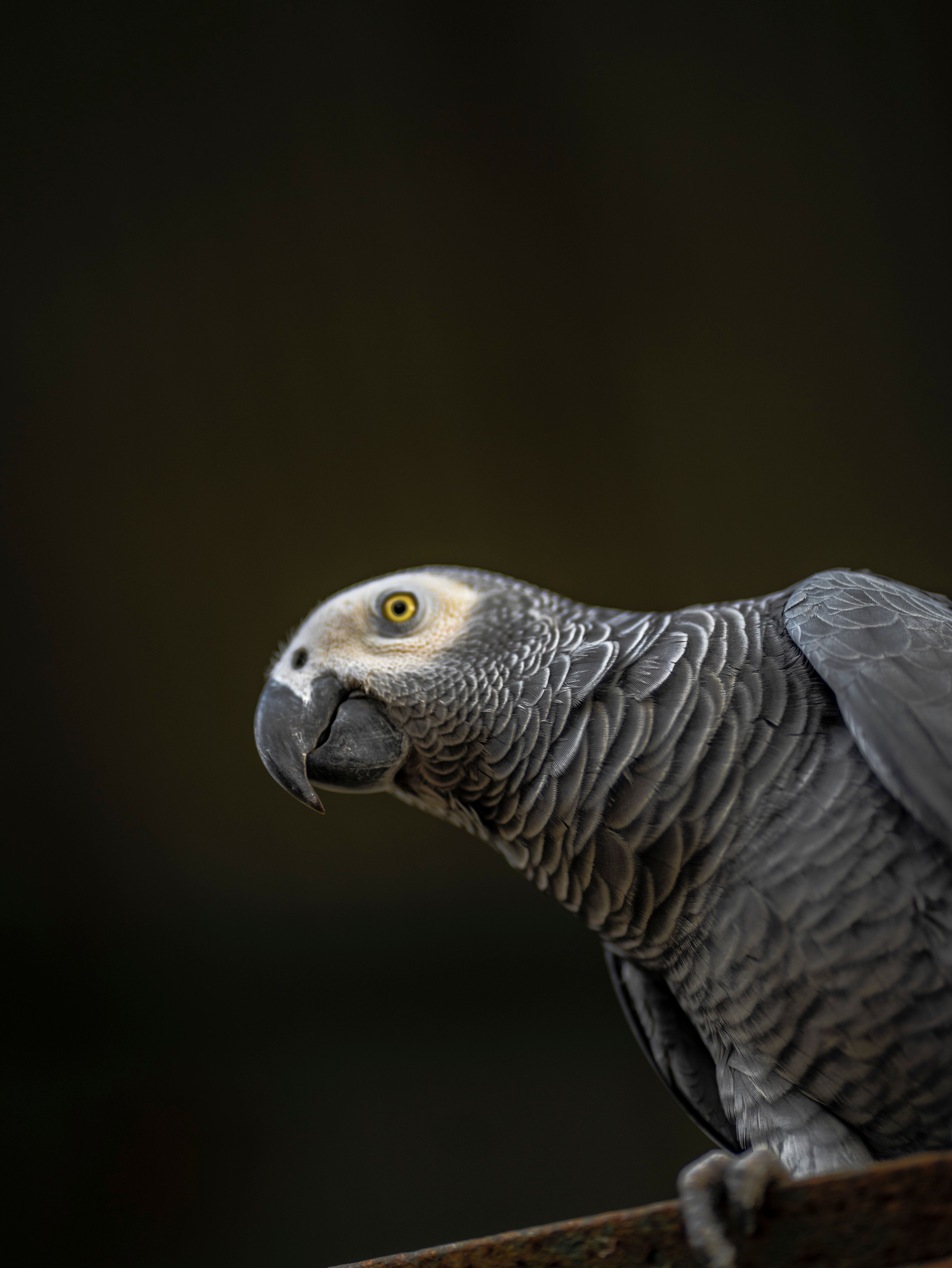African Grey Parrot in Profile Portrait · Free Stock Photo