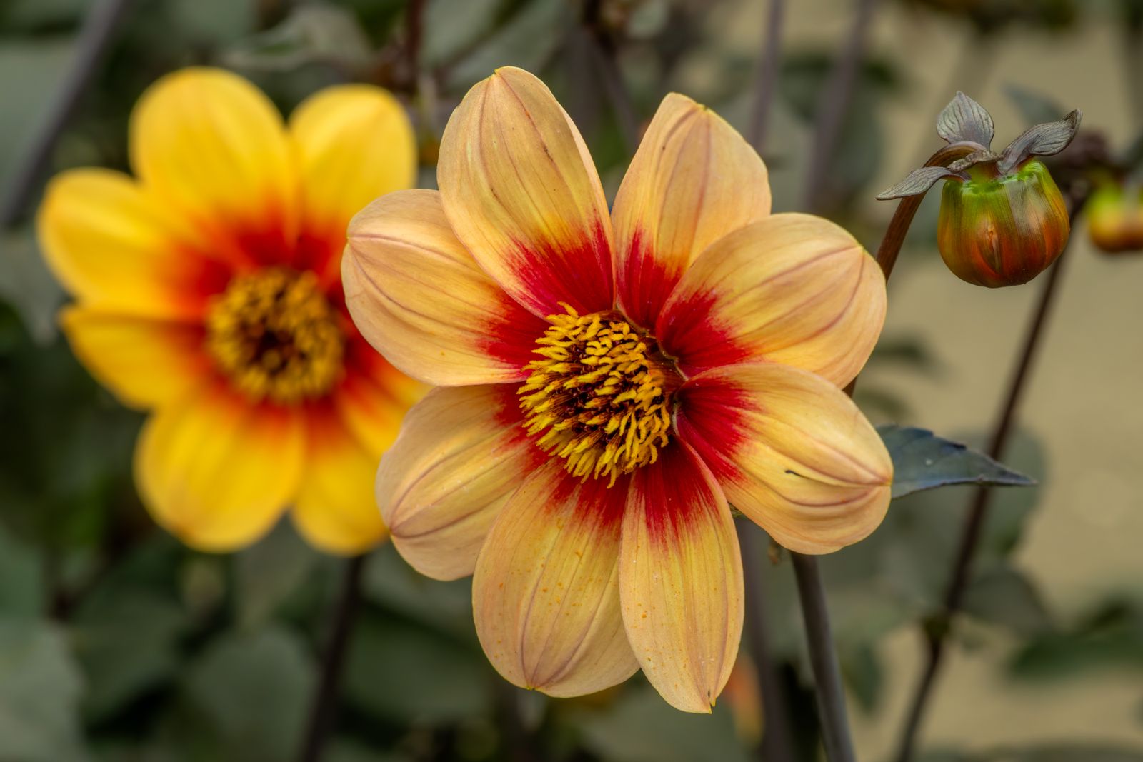 Tween Buds Photos, Download The BEST Free Tween Buds Stock Photos & HD ...