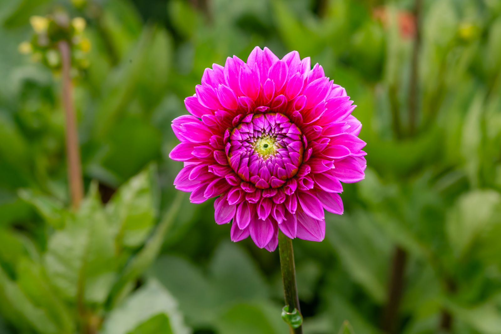 Plant Wallpaper Photos, Download The BEST Free Plant Wallpaper Stock ...