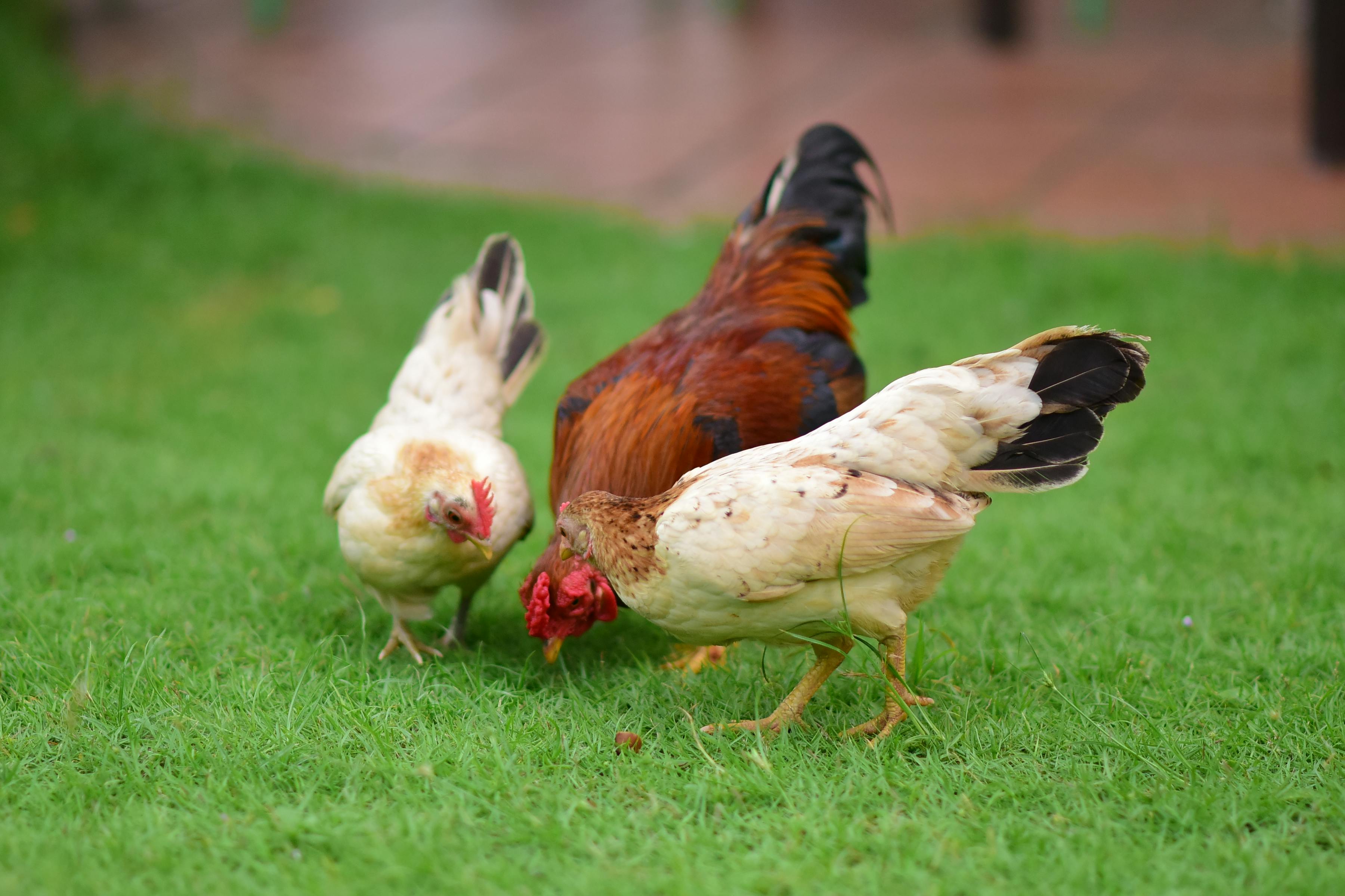 Poultry Farm Photos, Download The BEST Free Poultry Farm Stock Photos ...