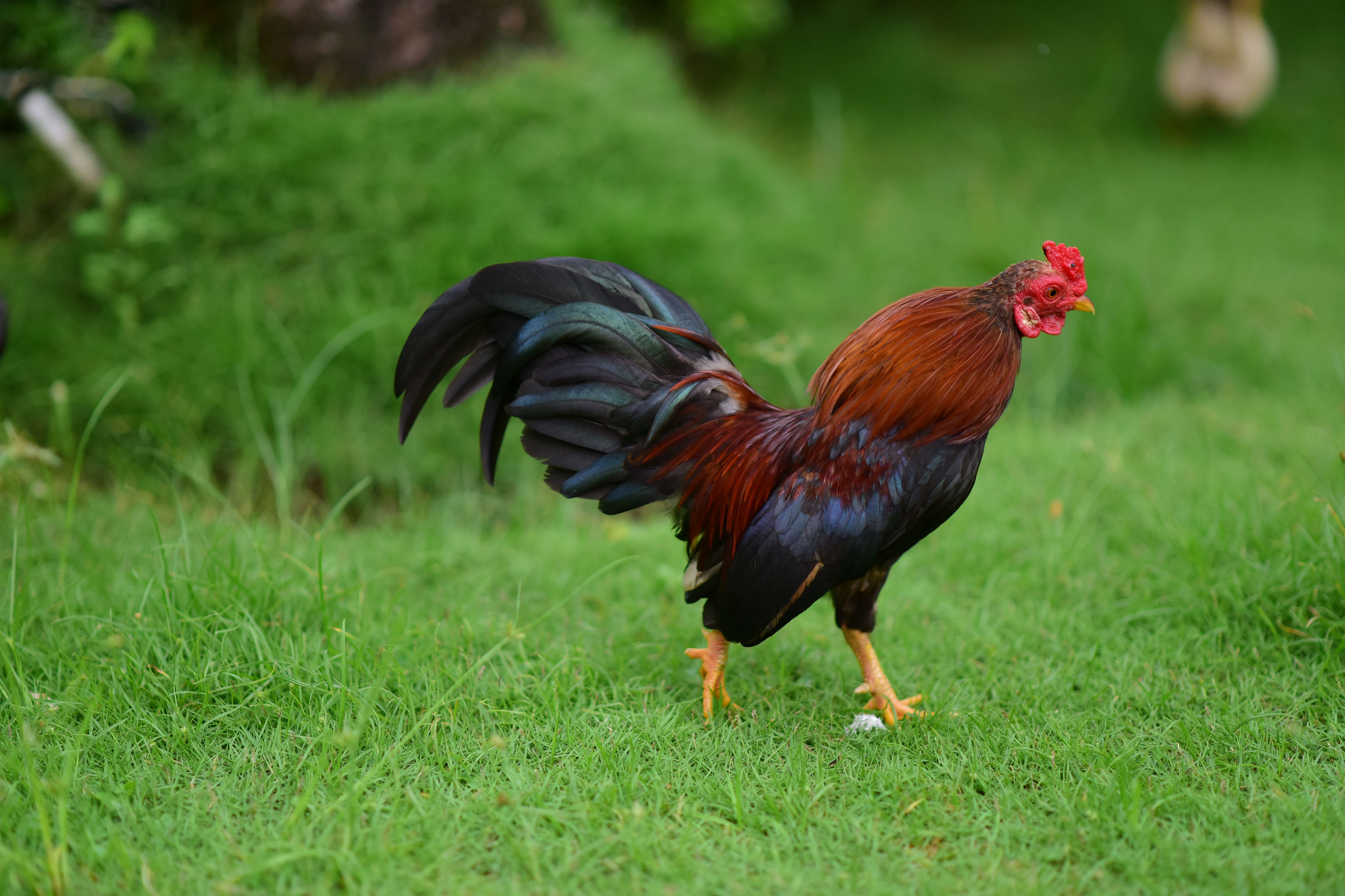 Magnificent Rooster Standing on Lush Green Grass · Free Stock Photo
