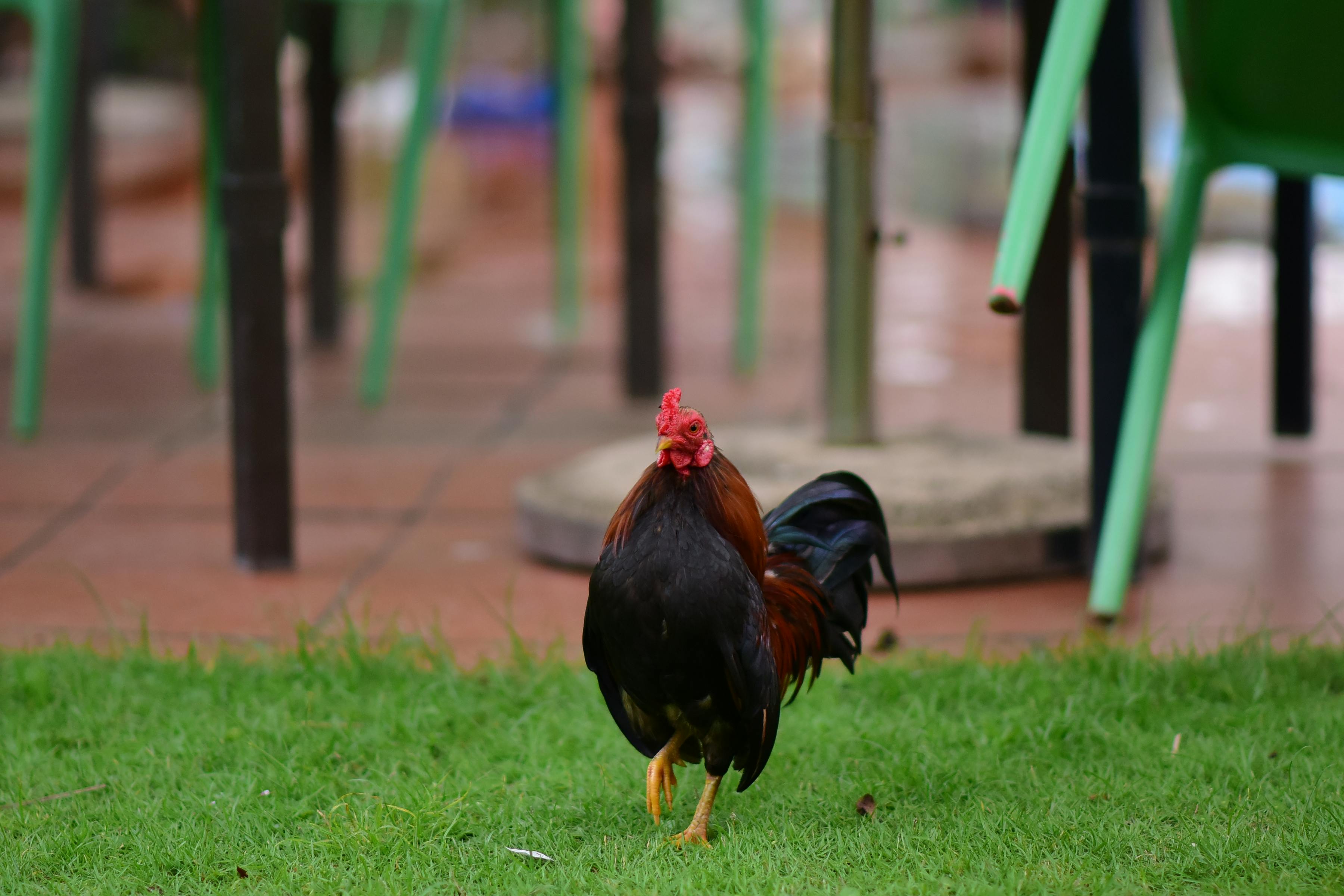 Hen Images Photos, Download The BEST Free Hen Images Stock Photos & HD ...