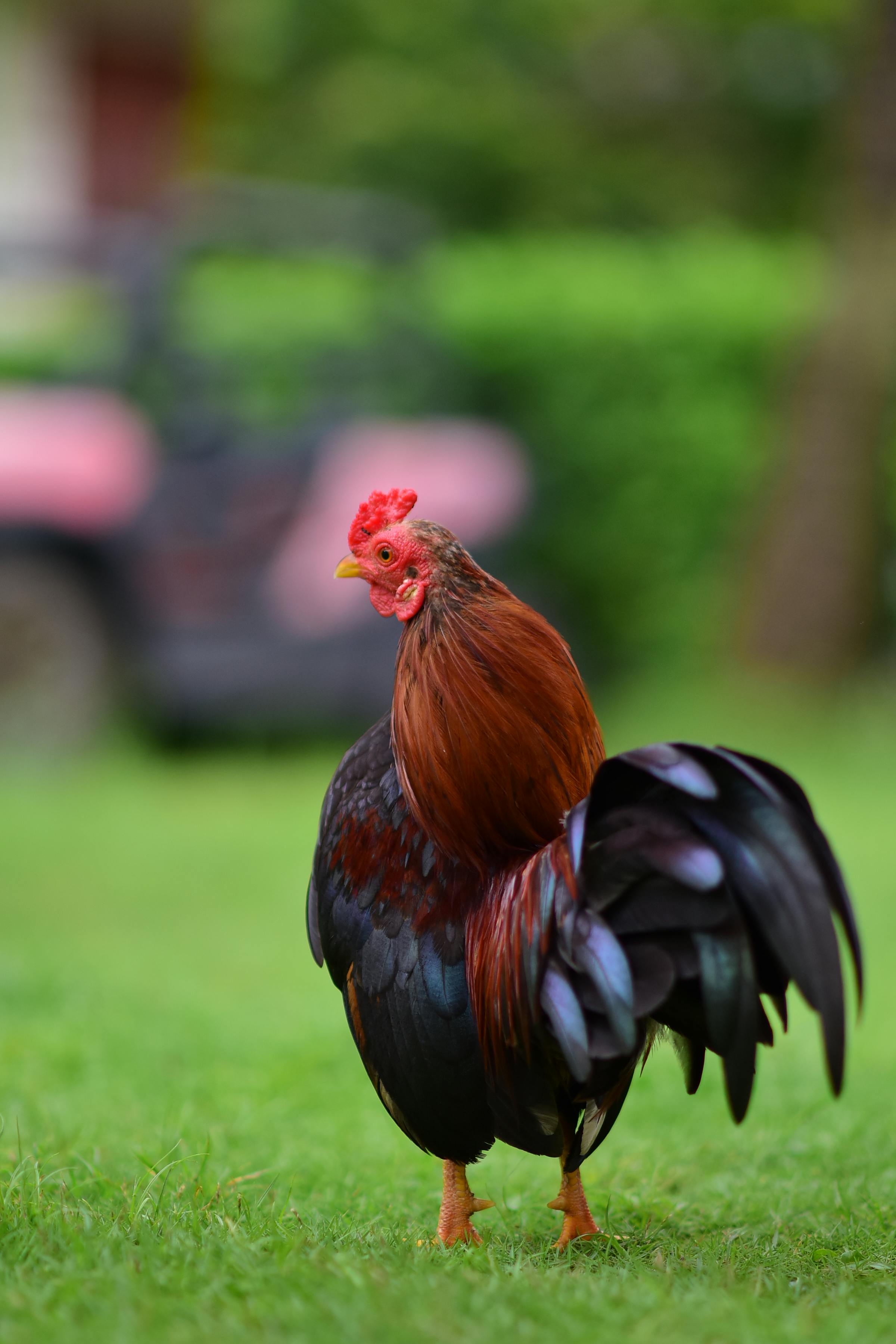 Poultry Farm Photos, Download The BEST Free Poultry Farm Stock Photos ...
