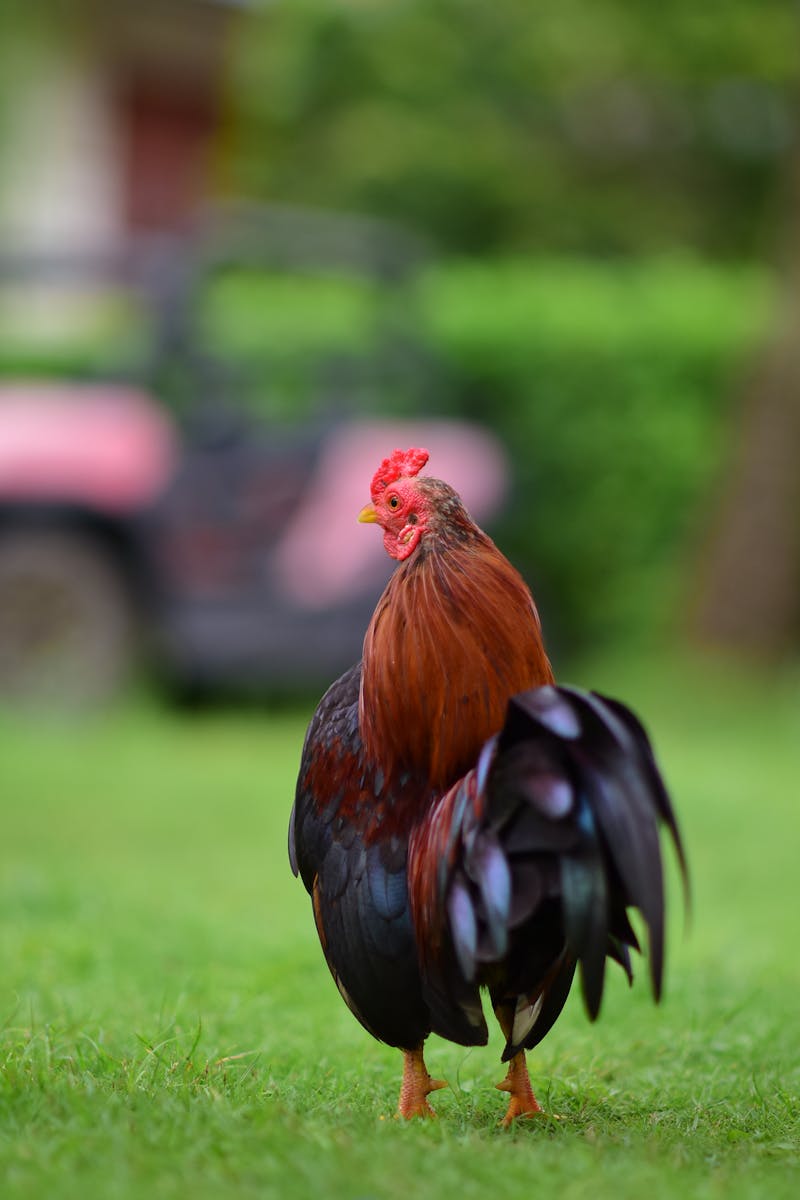 Poultry Farm Photos, Download The BEST Free Poultry Farm Stock Photos ...