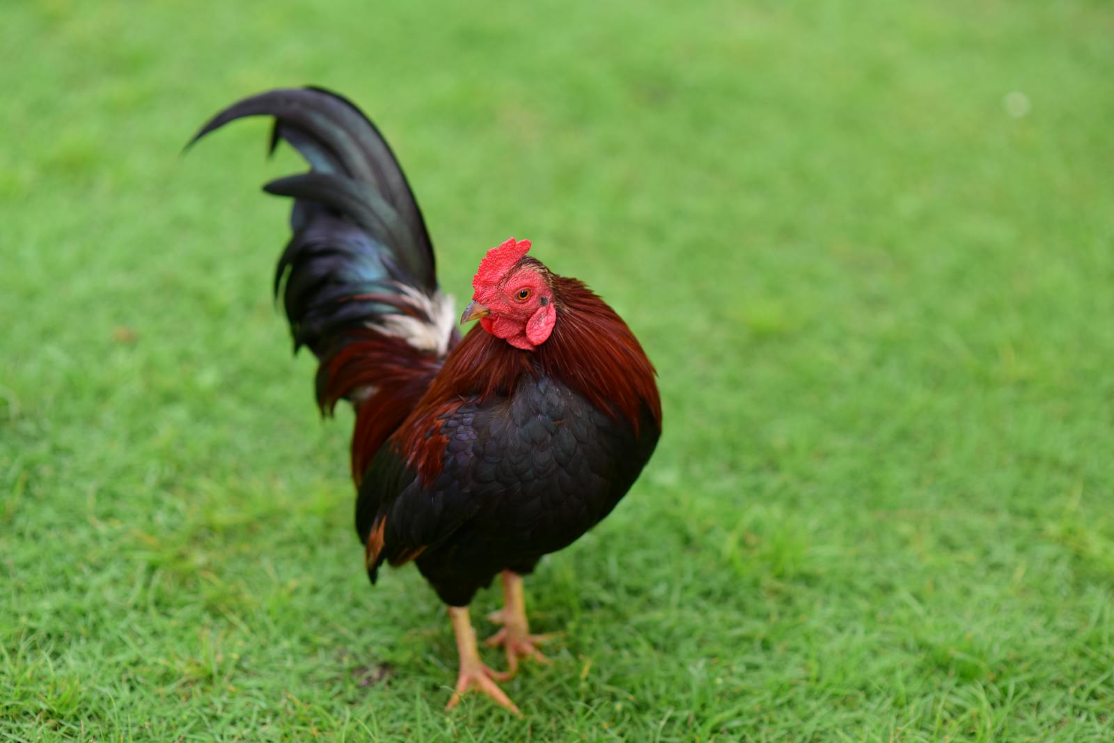 Poultry Farm Photos, Download The BEST Free Poultry Farm Stock Photos ...