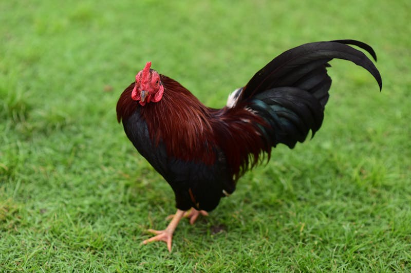 Free Pic Photos, Download The BEST Free Free Pic Stock Photos & HD Images