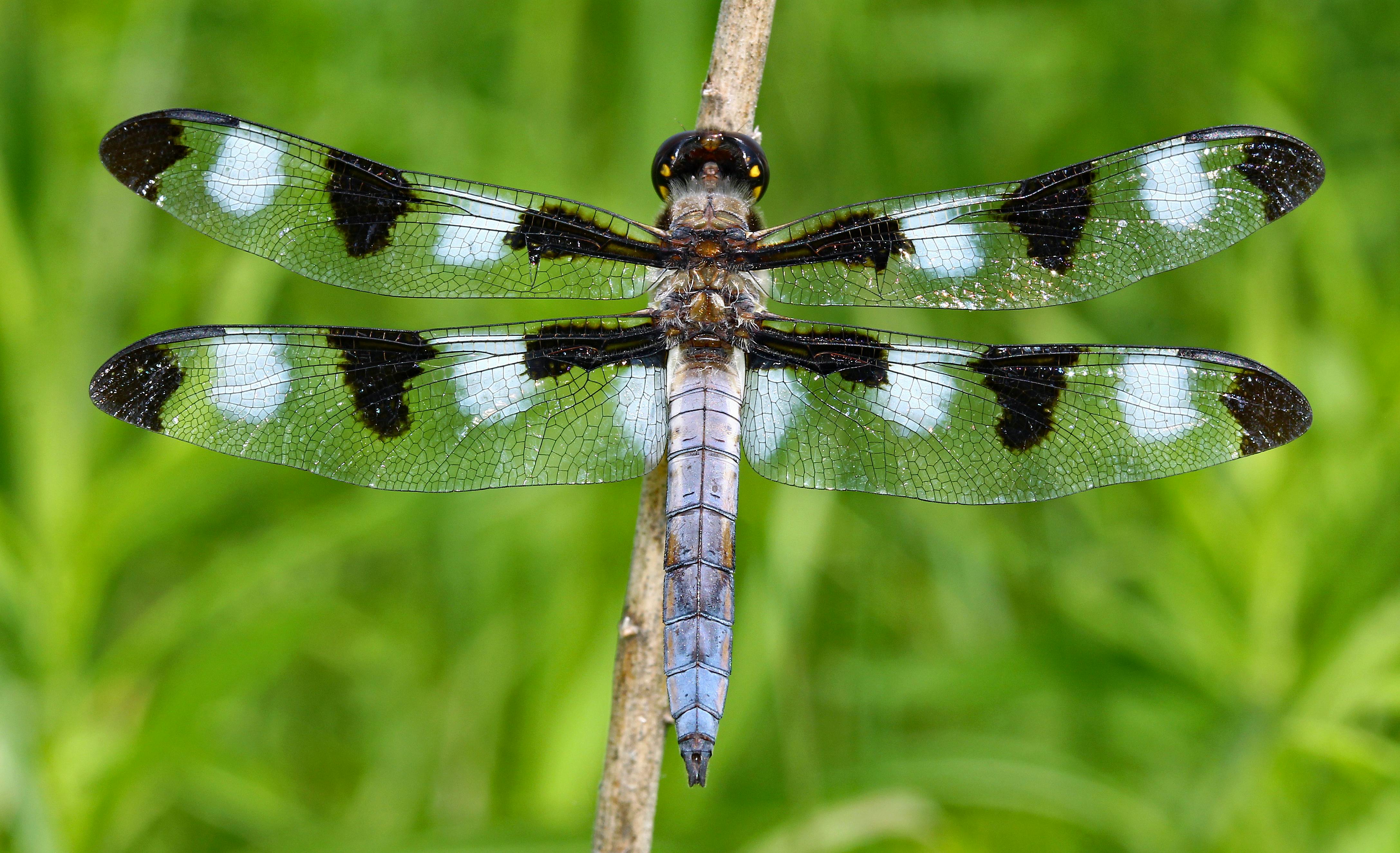 Invertebrates Photos, Download The BEST Free Invertebrates Stock Photos ...