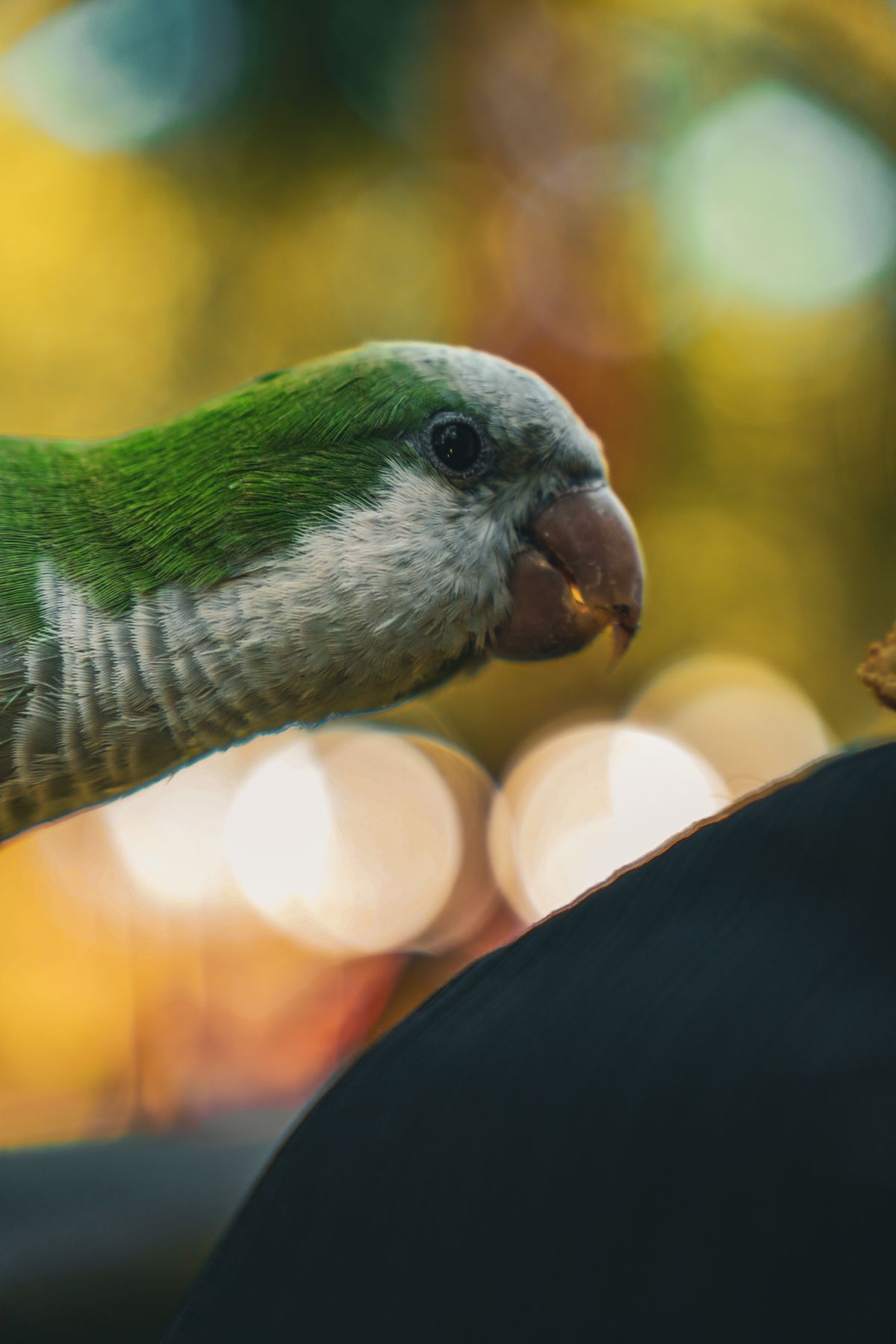 Parakeet Photos, Download The BEST Free Parakeet Stock Photos & HD Images