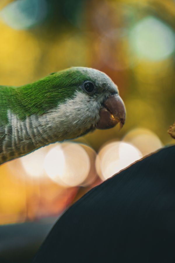 Parakeet Photos, Download The BEST Free Parakeet Stock Photos & HD Images
