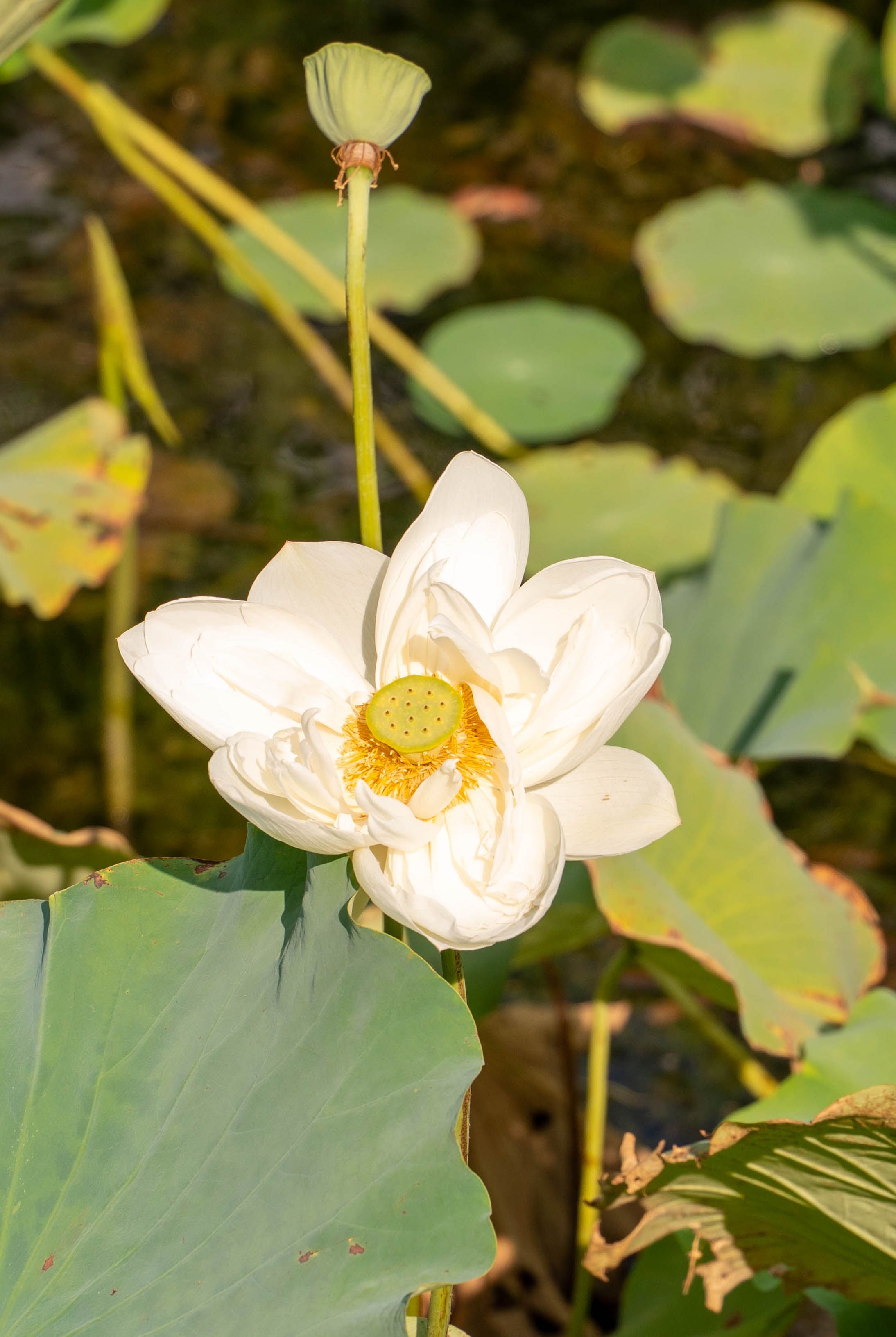 White Lotus Photos, Download The BEST Free White Lotus Stock Photos ...