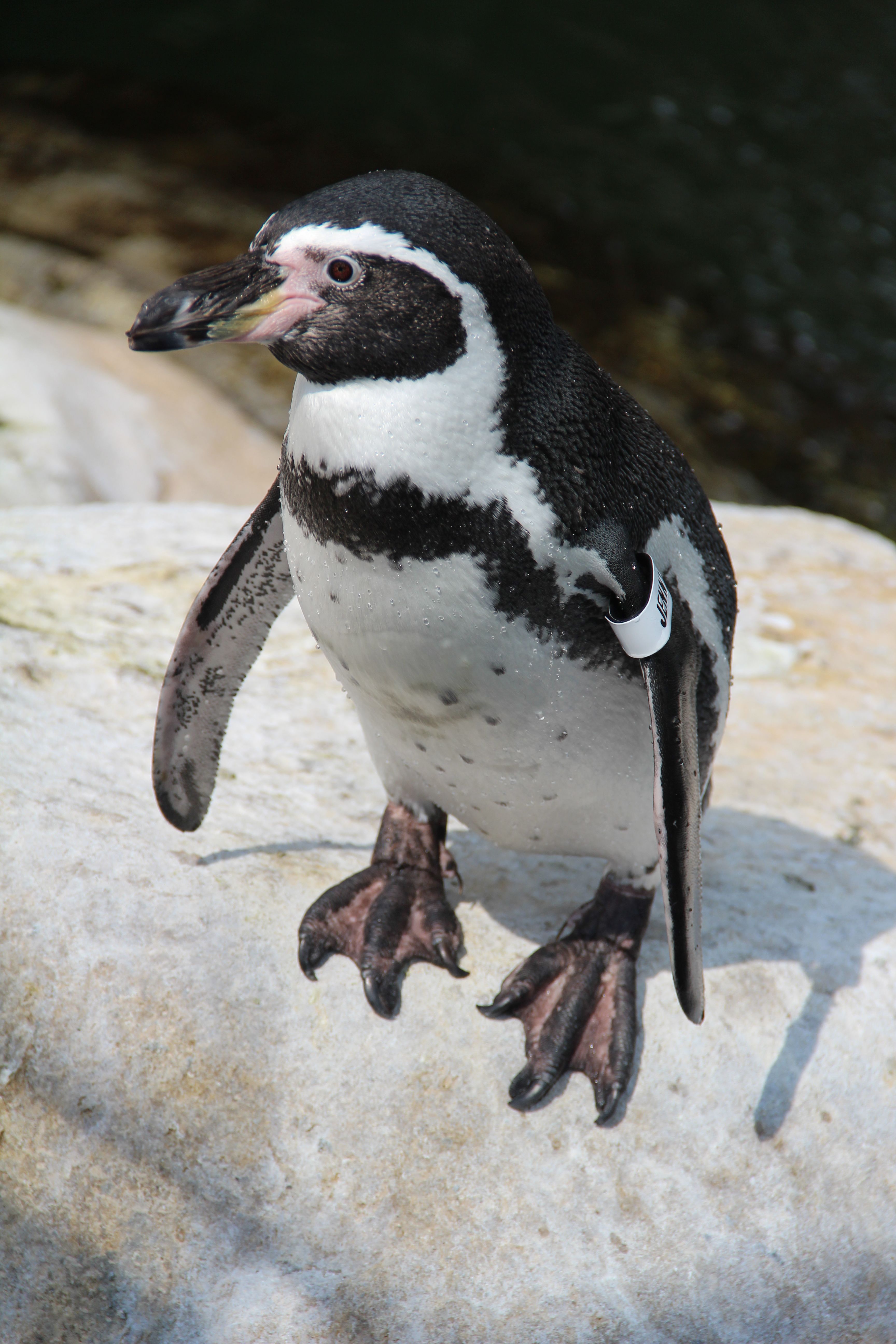 Sad Penguin Photos, Download The BEST Free Sad Penguin Stock Photos ...