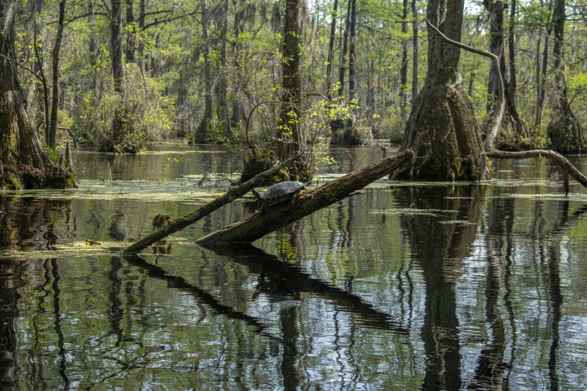 Swamp Landscape Photos, Download The BEST Free Swamp Landscape Stock ...