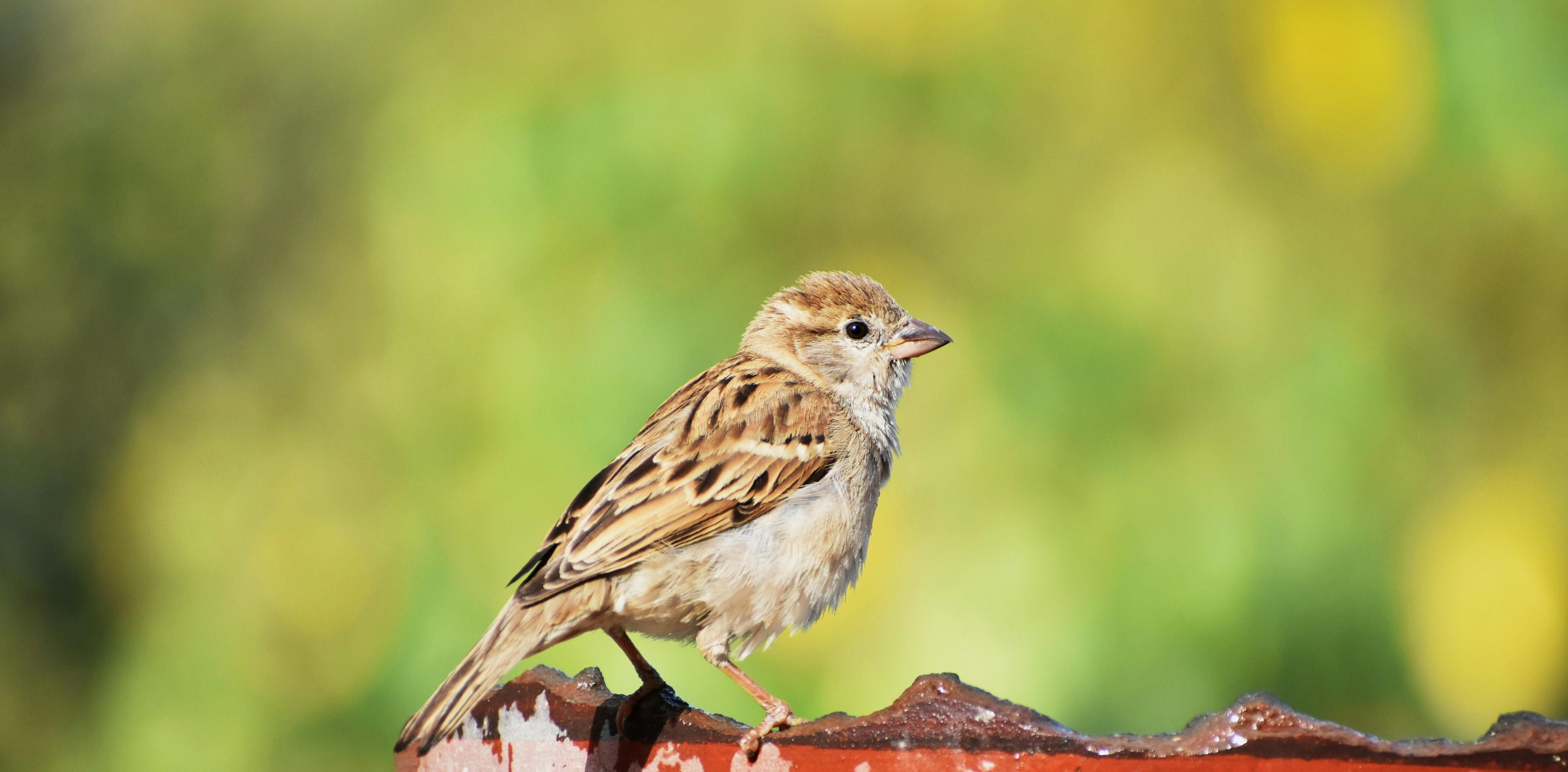 Close-up of a Sparrow Perched Outdoors · Free Stock Photo